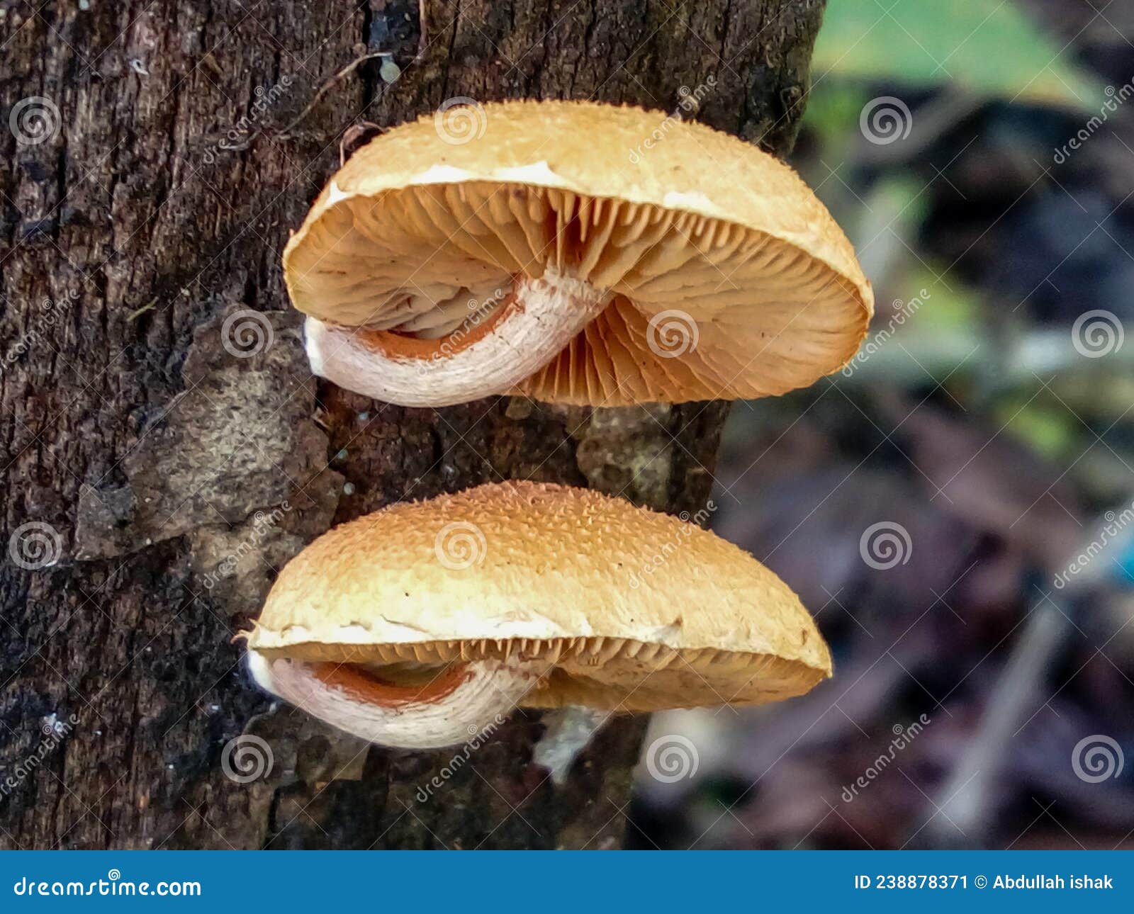 Pretty mushroom stock image. Image of fungus, nature - 238878371