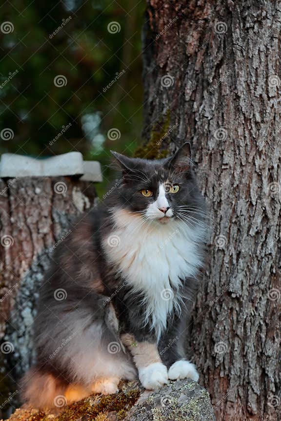Pretty Norwegian Forest Cat in Front of a Tree Stock Image - Image of ...