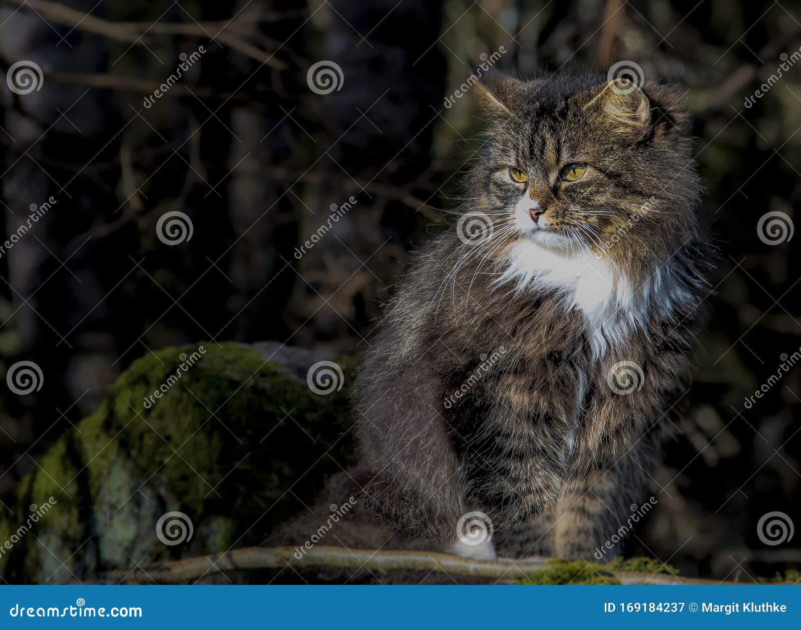 Pretty Norwegian Forest Cat in a Natural Environment Stock Image ...
