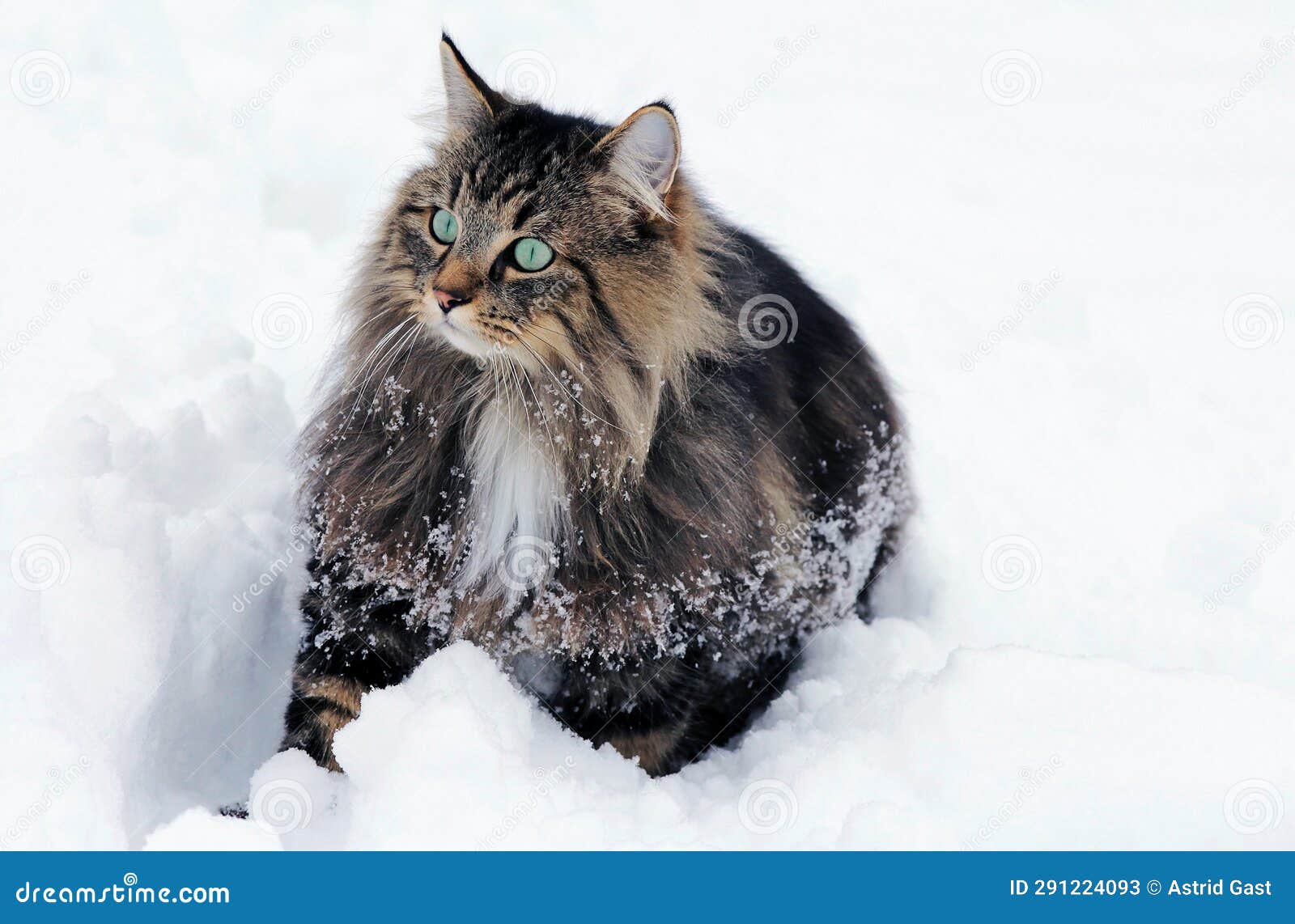 A Pretty Norwegian Forest Cat in Winter in the Snow Stock Image - Image ...