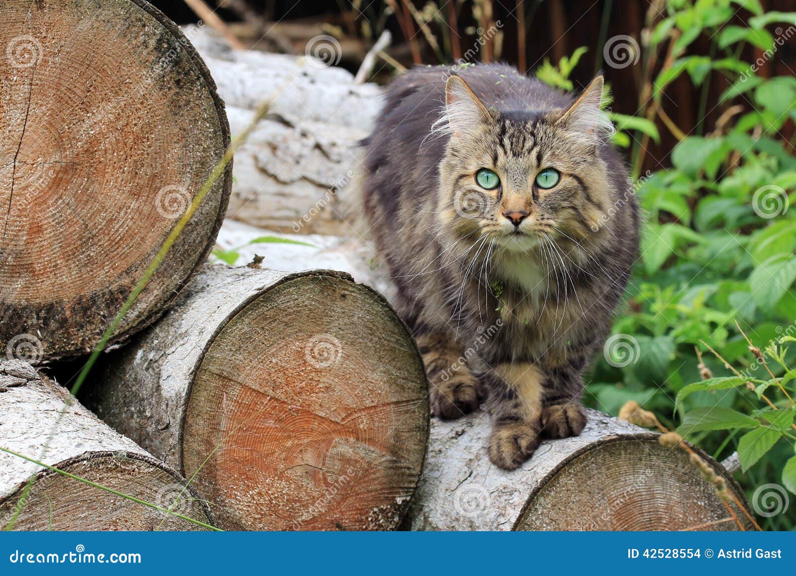 A Pretty Norwegian Forest Cat Stock Photo - Image of wildcat, fire ...