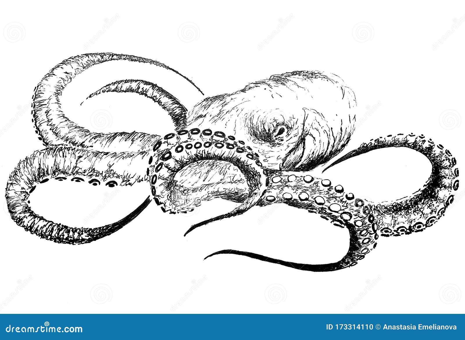The Pretty Octopus Ink Drawing Stock Illustration - Illustration of ...