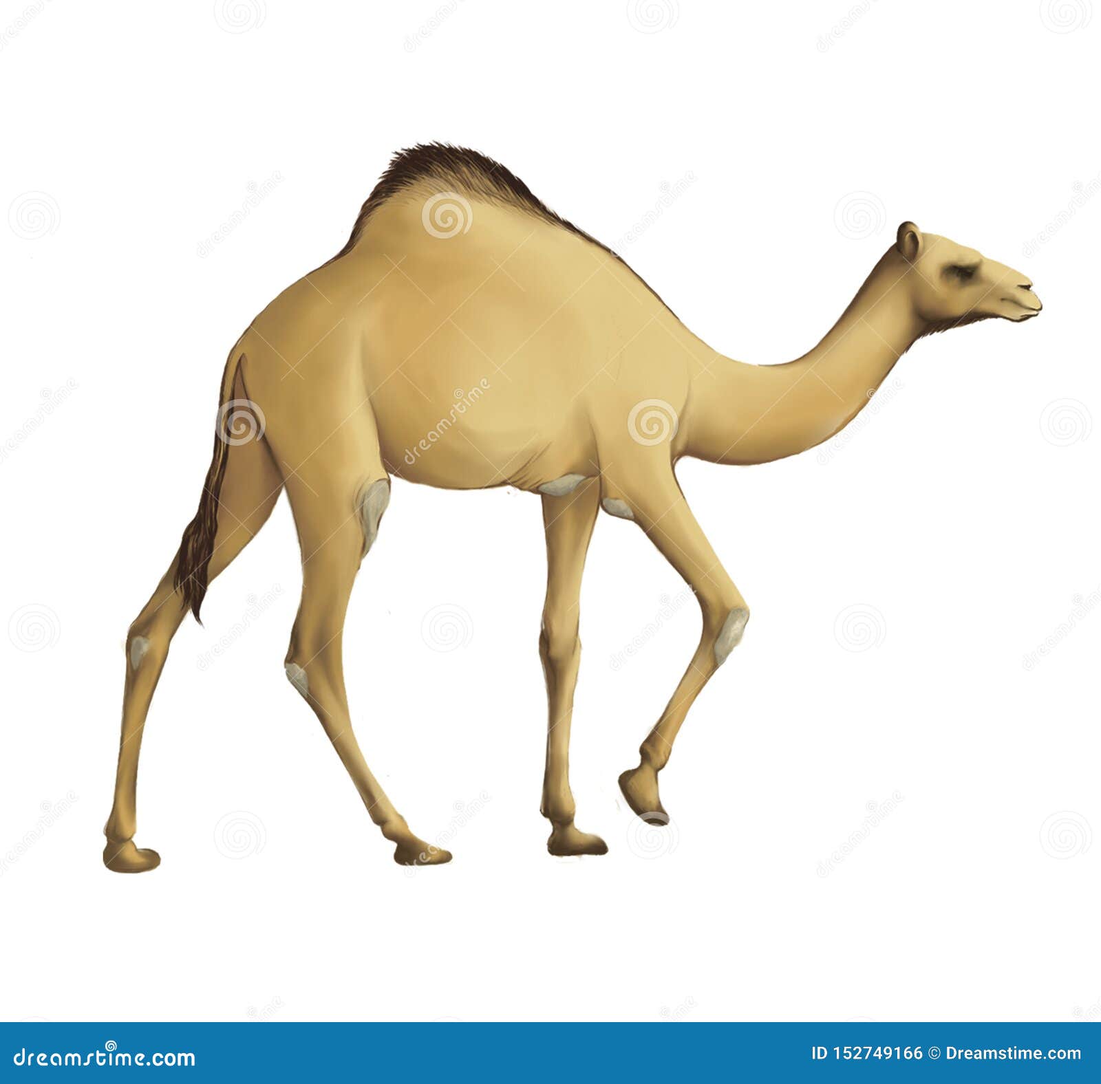 A Camel With Her Calf In Zoo Cartoon Vector | CartoonDealer.com #191143091