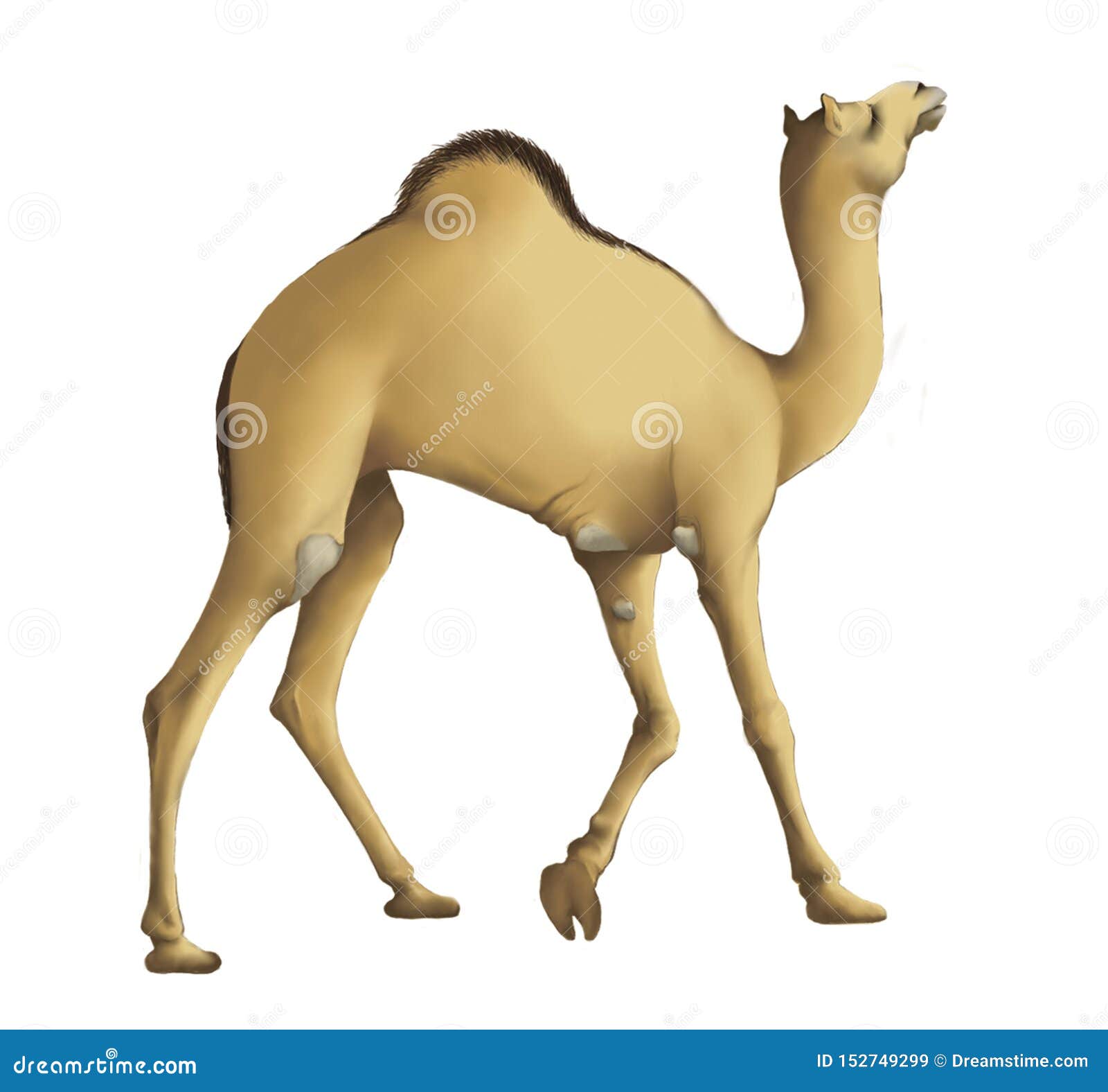 A Camel With Her Calf In Zoo Cartoon Vector | CartoonDealer.com #191143091