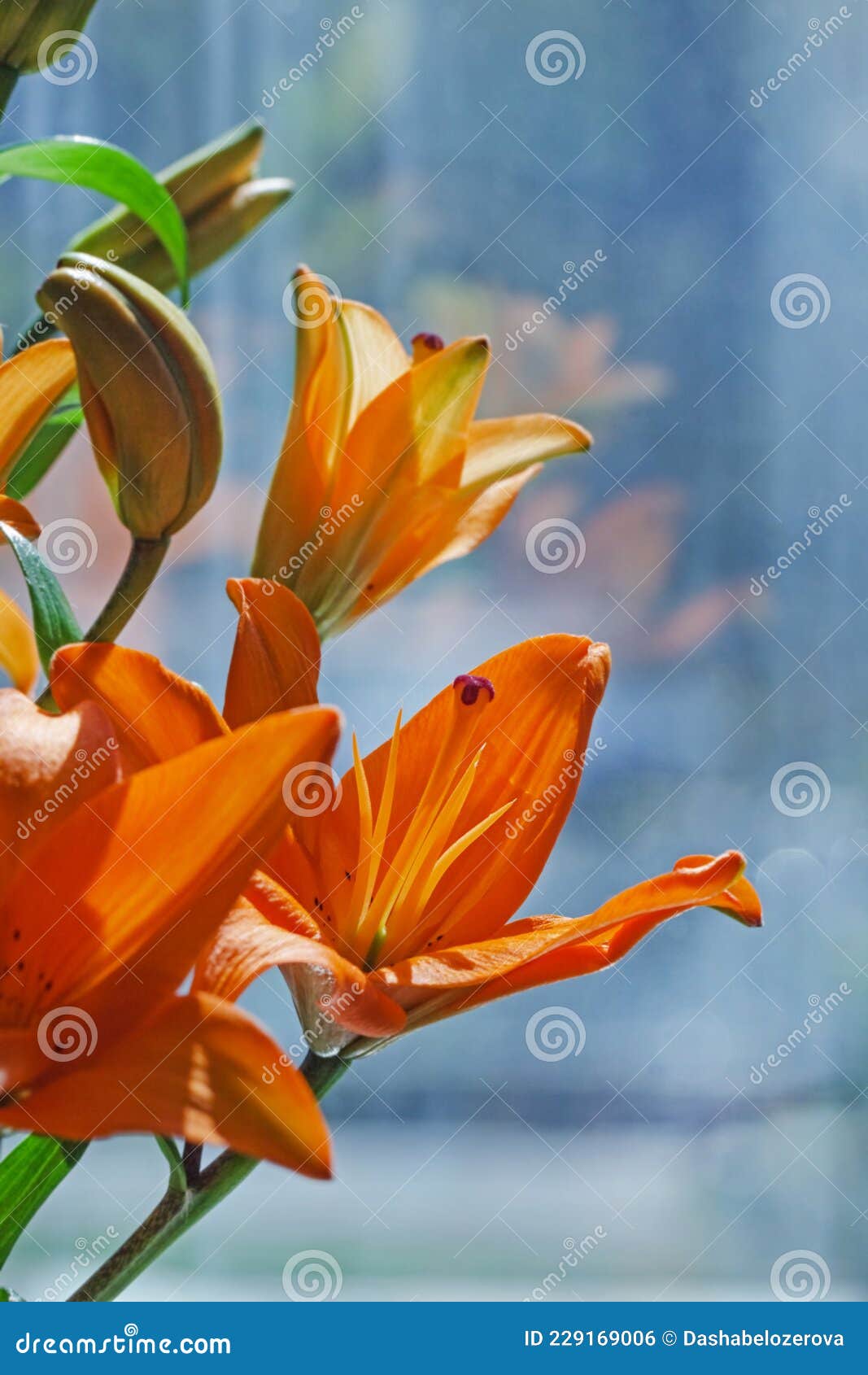 Pretty Opening Orange Lilies in Sun Stock Photo - Image of petal, open ...