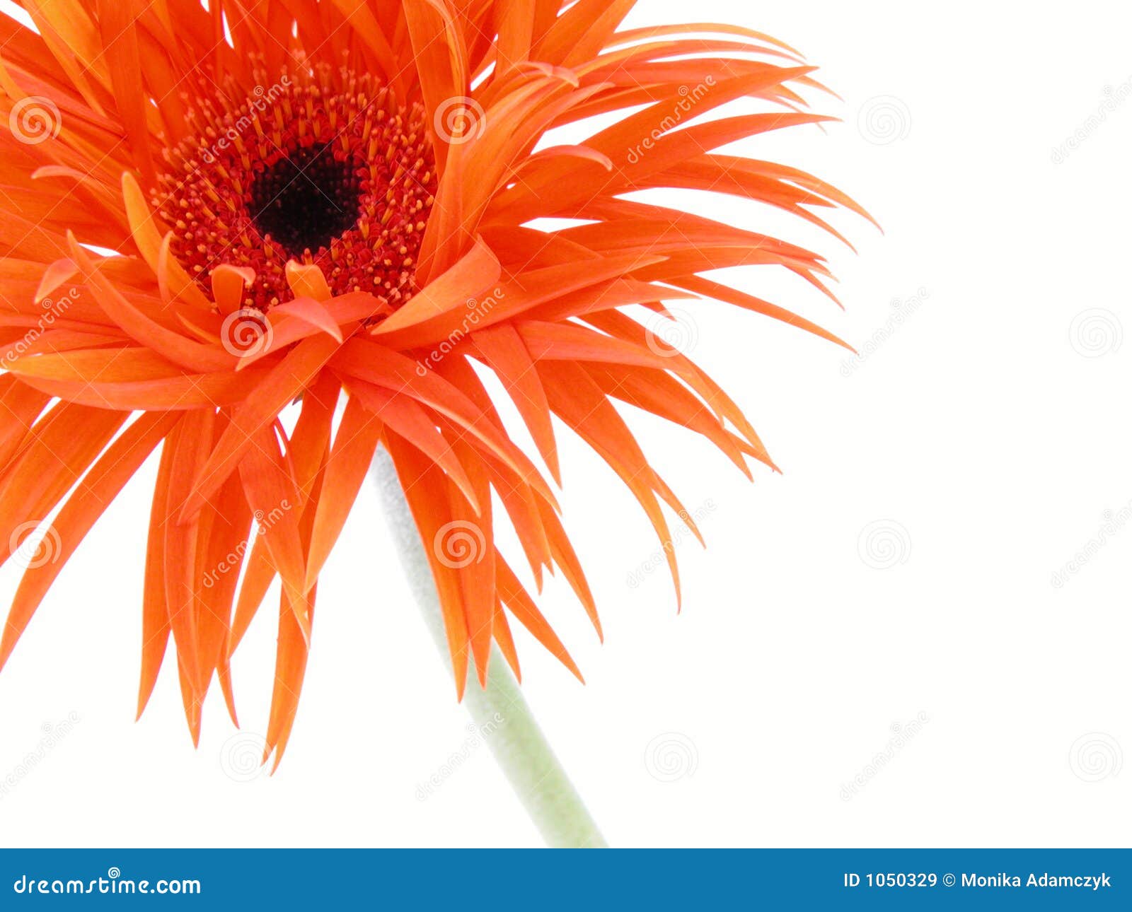 Pretty in orange stock image. Image of botany, flowers - 1050329