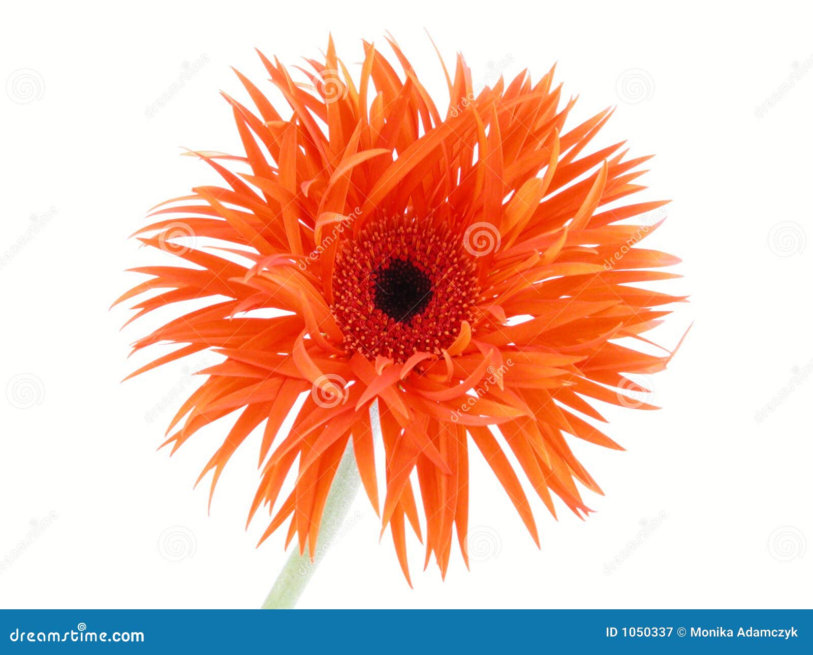 Pretty in orange stock image. Image of flower, closeup - 1050337