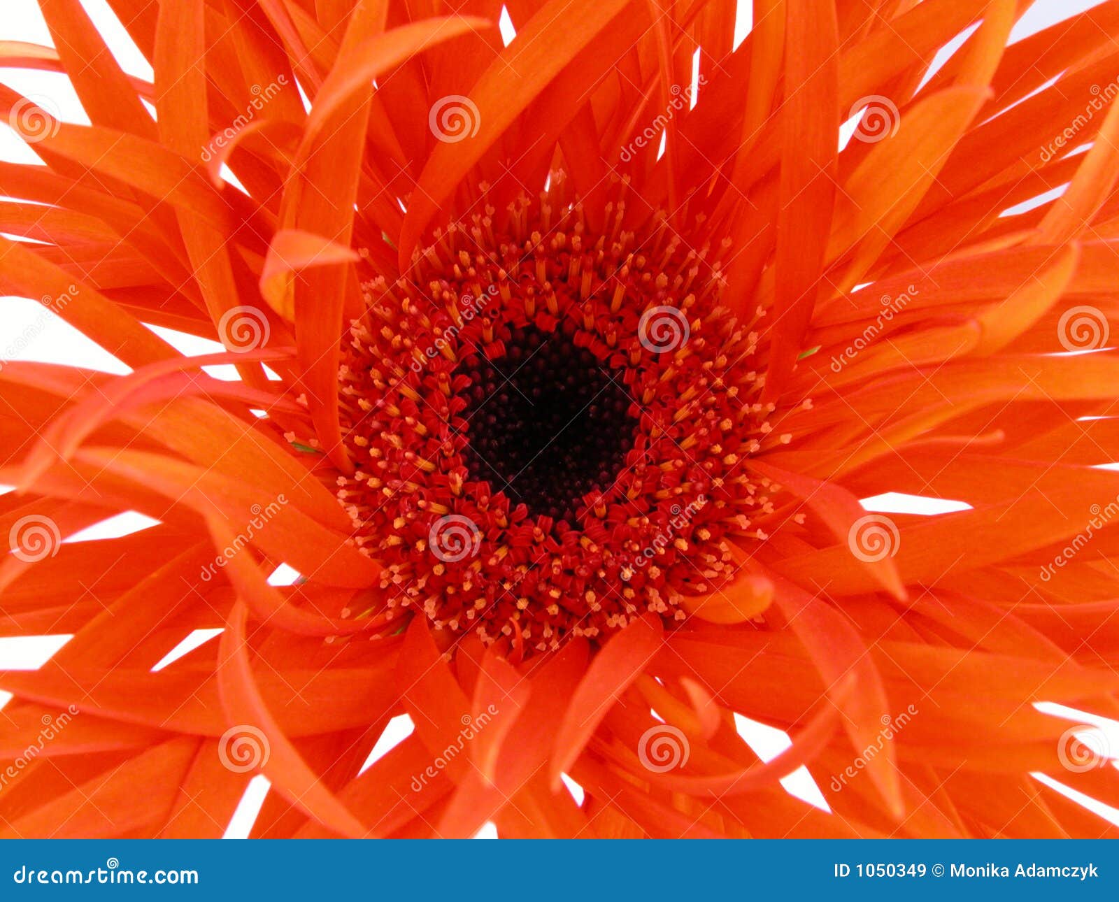 Pretty in orange stock image. Image of beautiful, flora - 1050349
