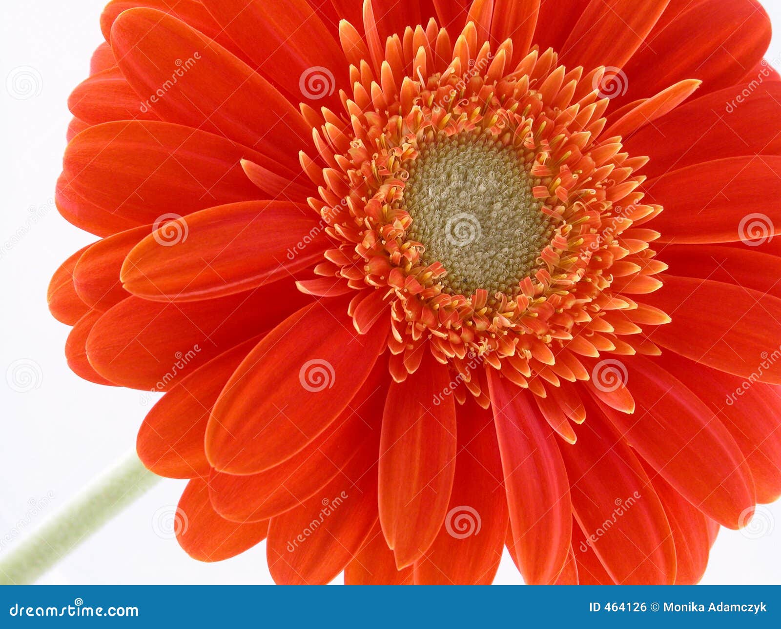 Pretty in orange stock photo. Image of closeup, spring - 464126