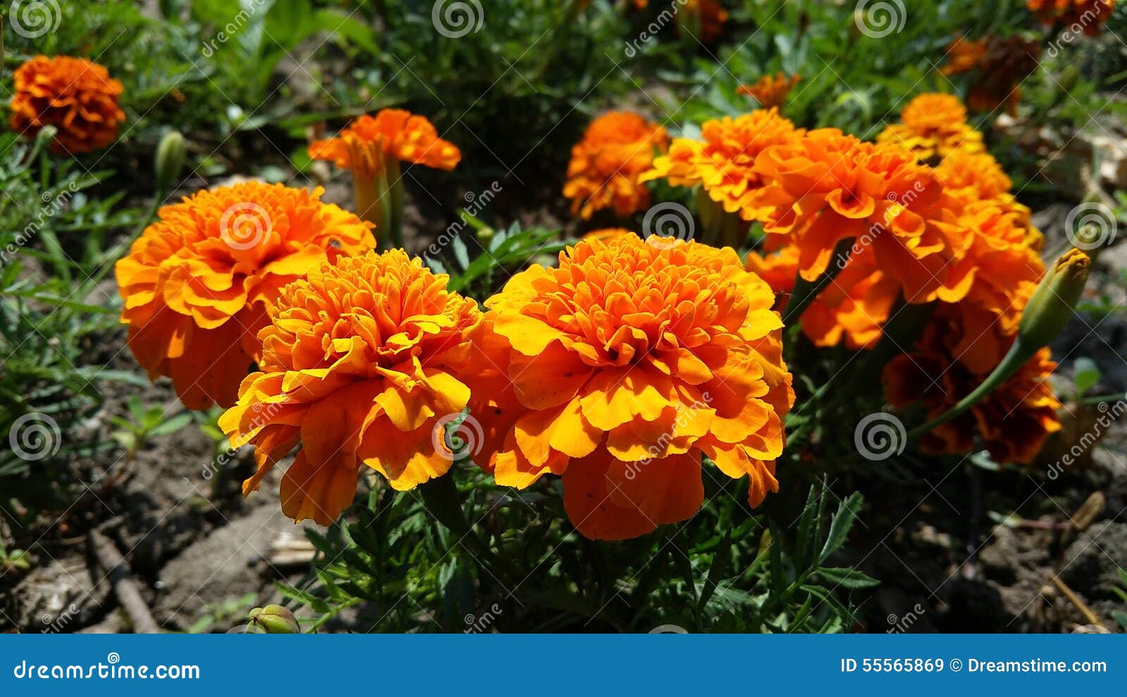 Pretty orange flowers stock image. Image of orange, flowers - 55565869