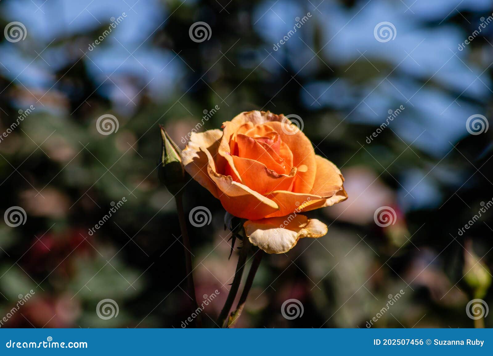 Pretty orange rose stock photo. Image of floral, natural - 202507456
