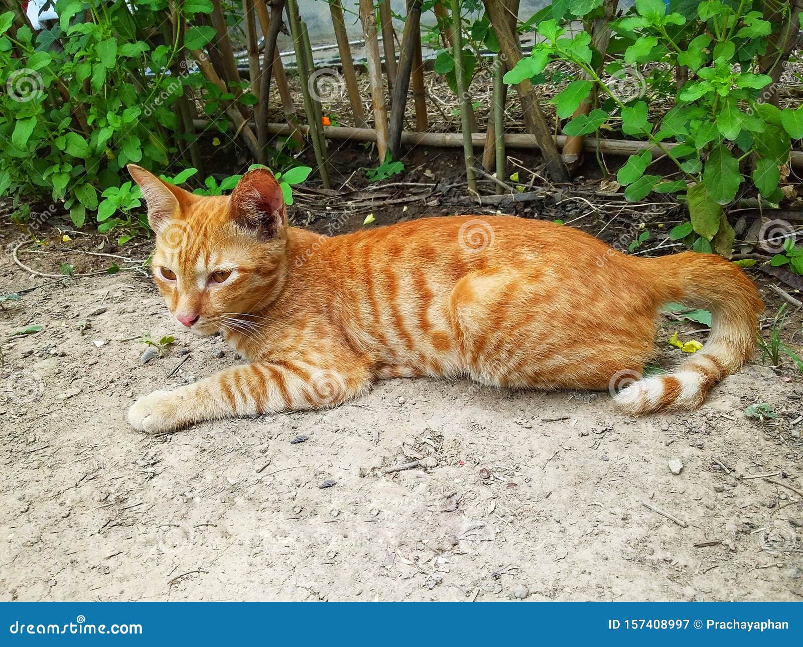 Pretty Orange Tabby Cat Lying Down on the Ground in Garden. Stock Image ...