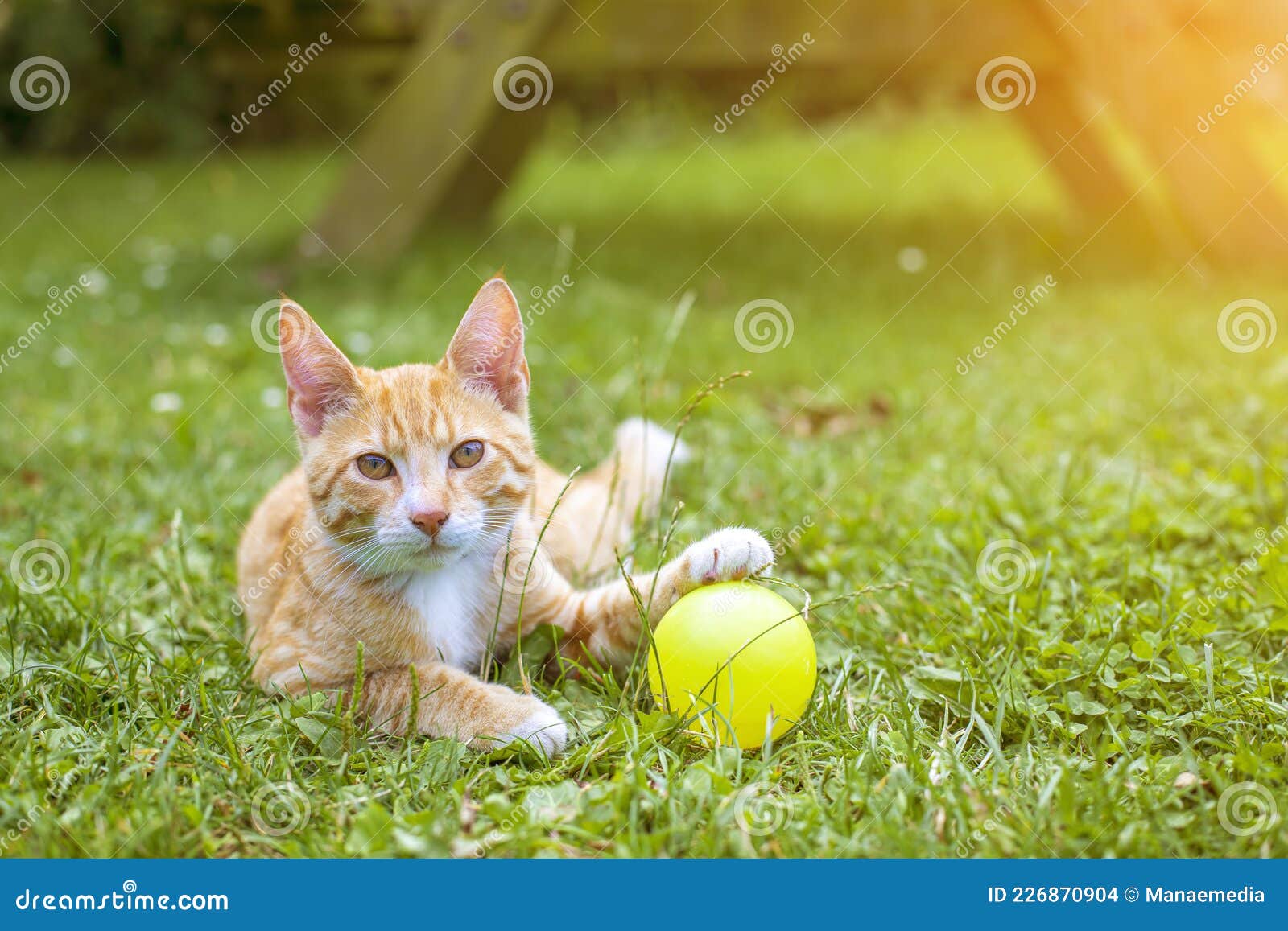 Pretty Orange Tabby Cat Playing Outside Stock Photo - Image of child ...