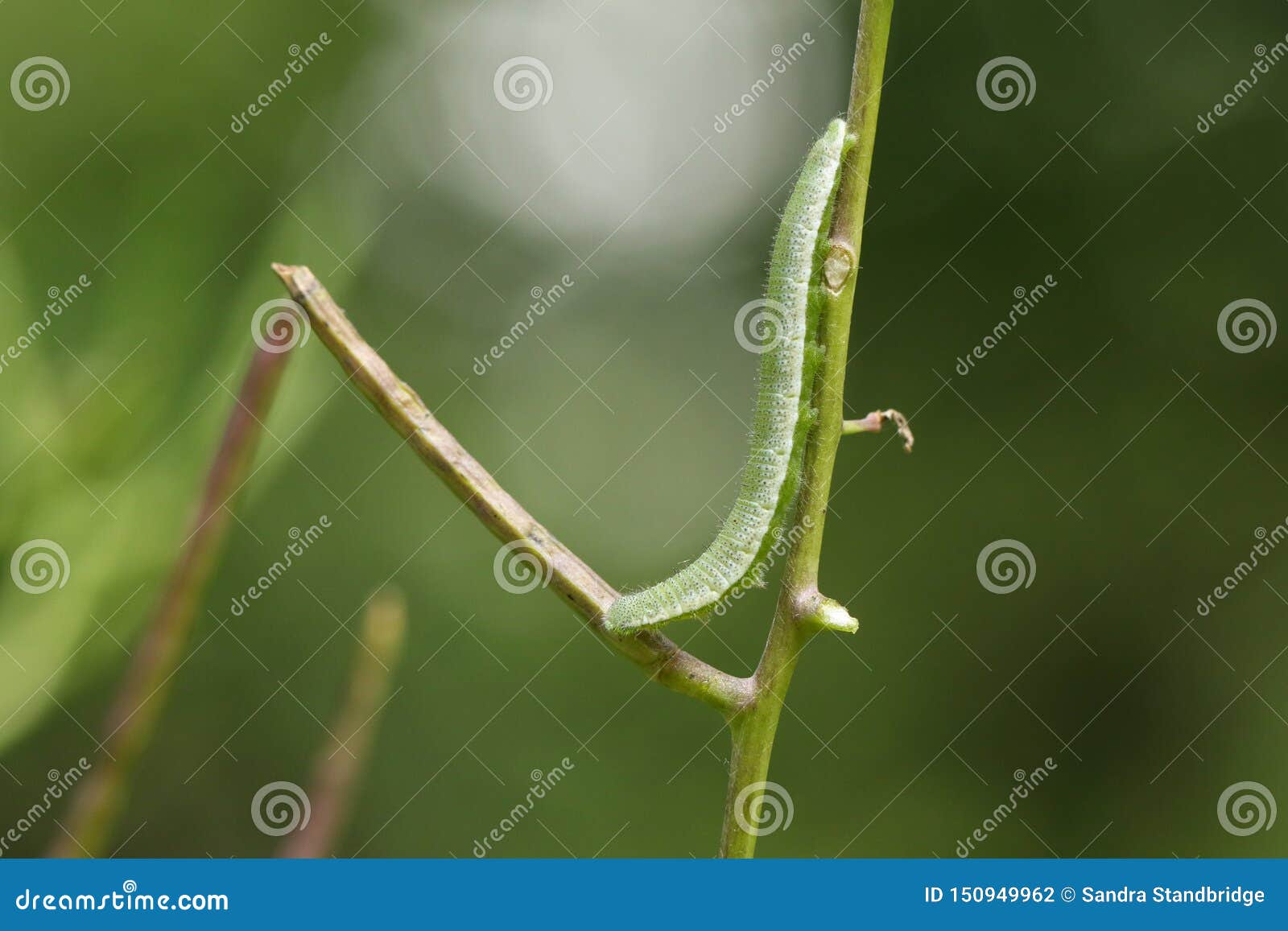 A Pretty Orange Tip Butterfly Caterpillar Anthocharis Cardamines