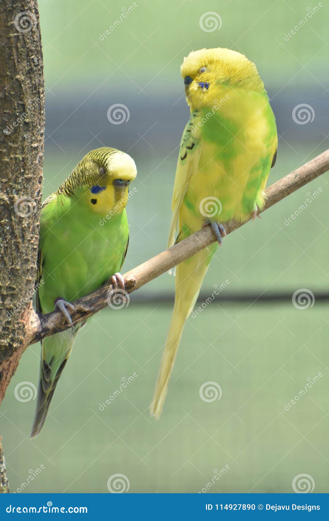 Pretty Pair of Colorful Budgies Sitting in a Tree Stock Photo - Image ...