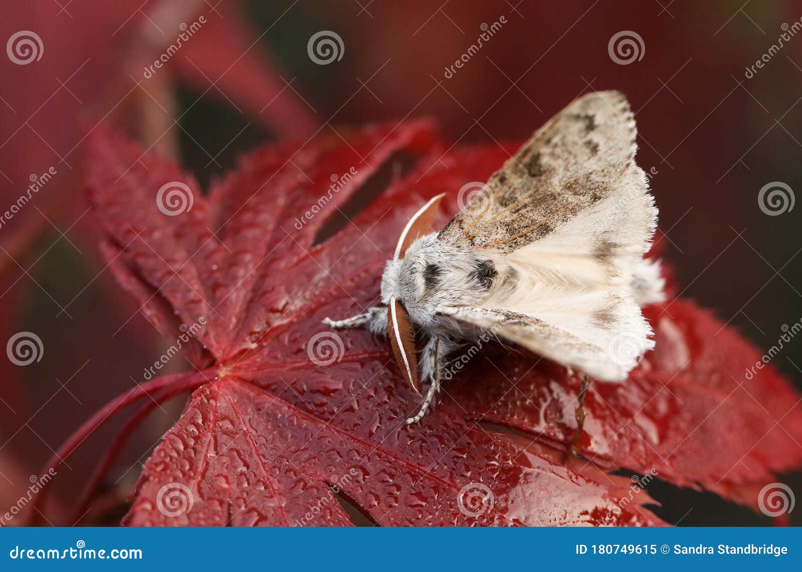 Pale Tussock Moth Caterpillar Royalty-Free Stock Photography ...