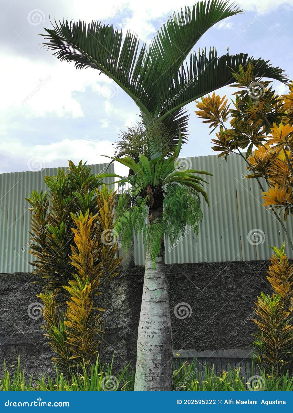 A Pretty Palm Tree in N the Garden Stock Photo - Image of courtyard ...