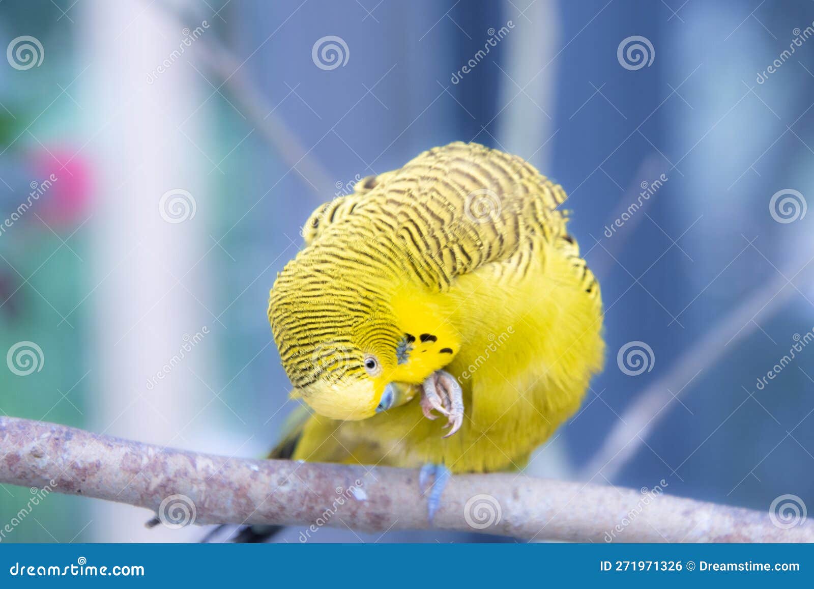 Pretty Parakeet in an Aviary in a Protected Park Stock Photo - Image of ...