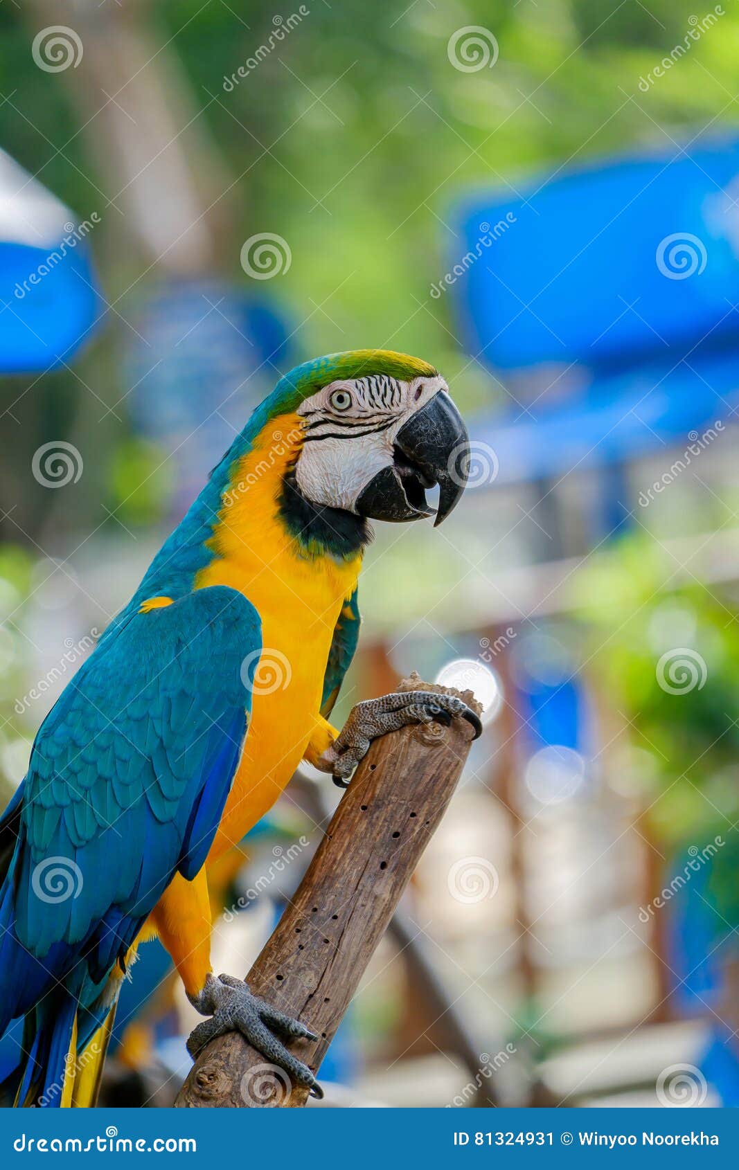 The pretty parrot. stock image. Image of garrulous, cute - 81324931