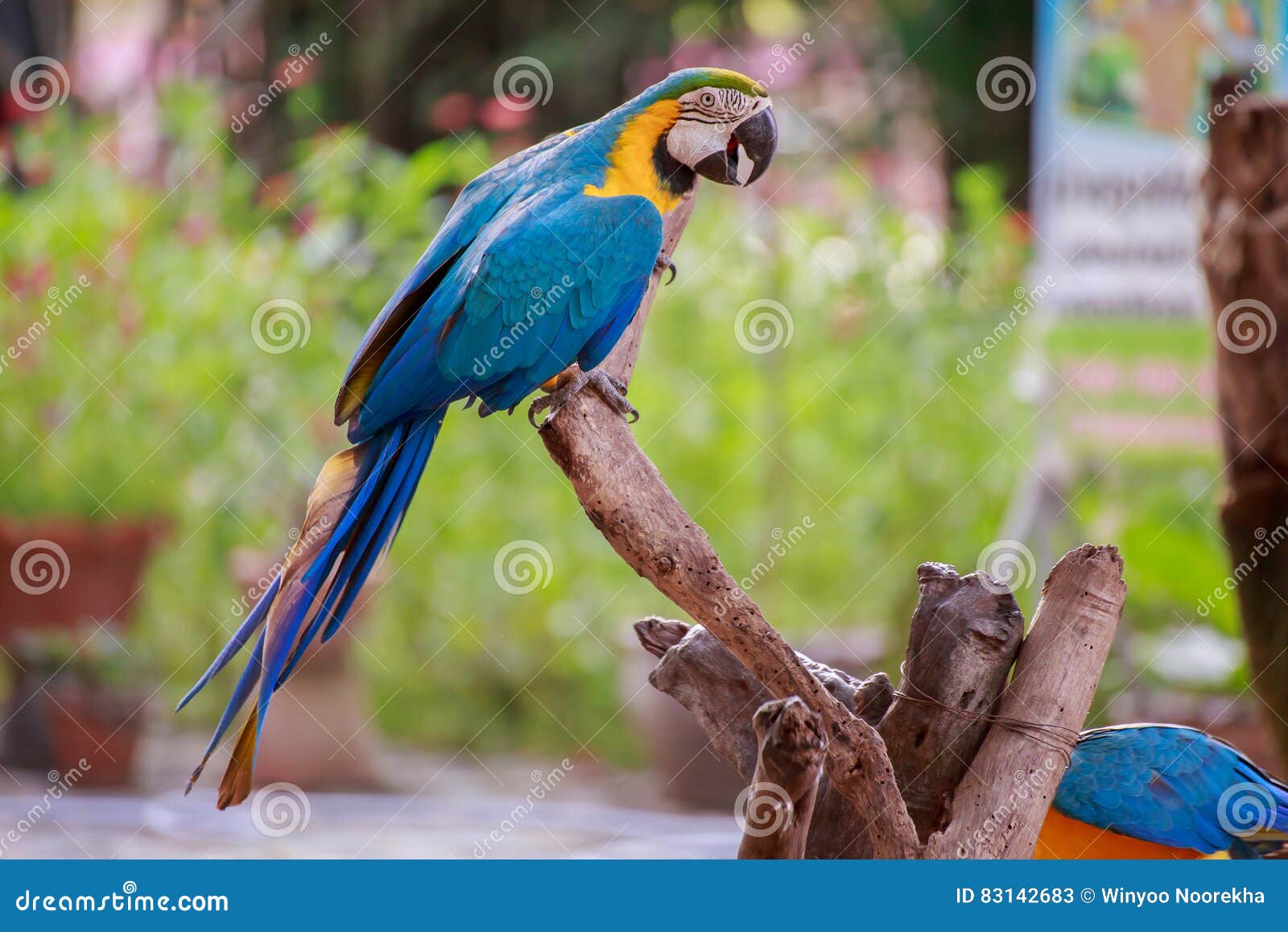 The pretty parrot. stock image. Image of loquacious, color - 83142683