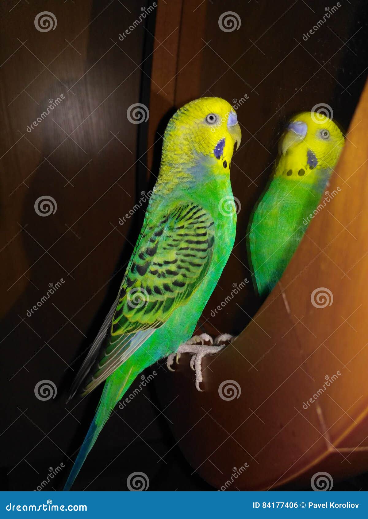 Pretty parrot stock photo. Image of pretty, colorful - 84177406