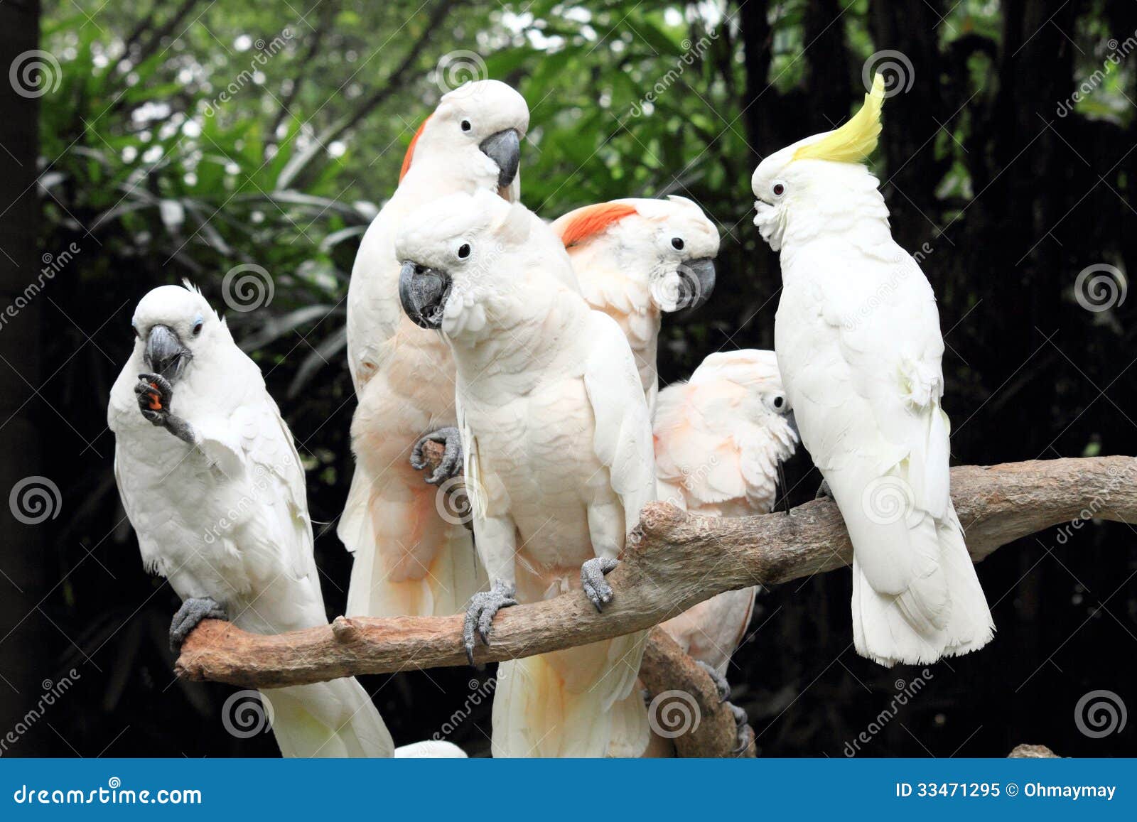 Pretty parrots stock image. Image of park, bird, poultry - 33471295