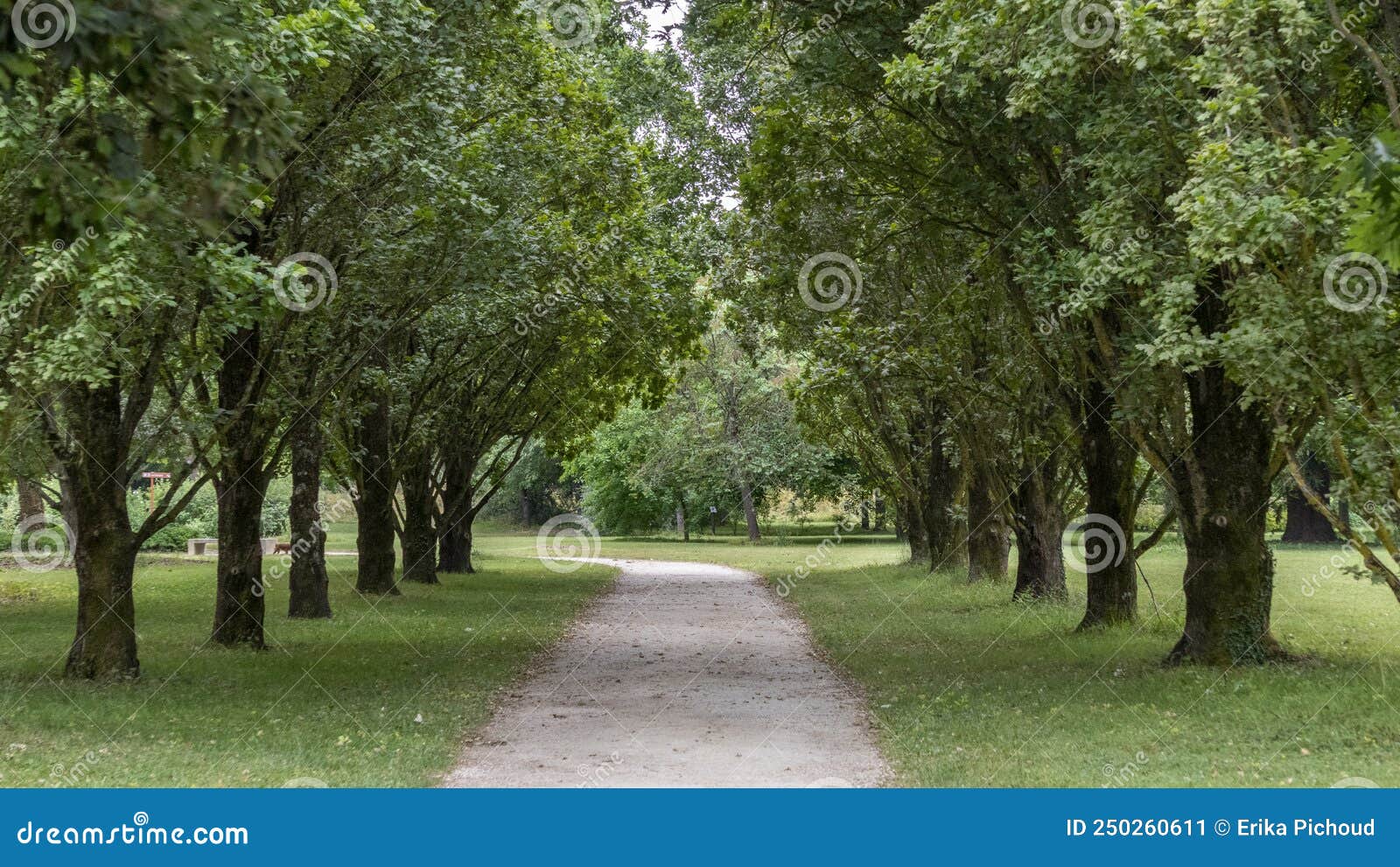 Pretty Path, Lined with Large Green Trees Stock Image - Image of direct ...