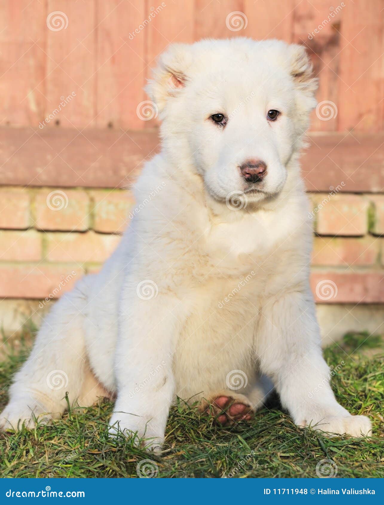 Pretty pet stock photo. Image of friend, mammal, purebred - 11711948