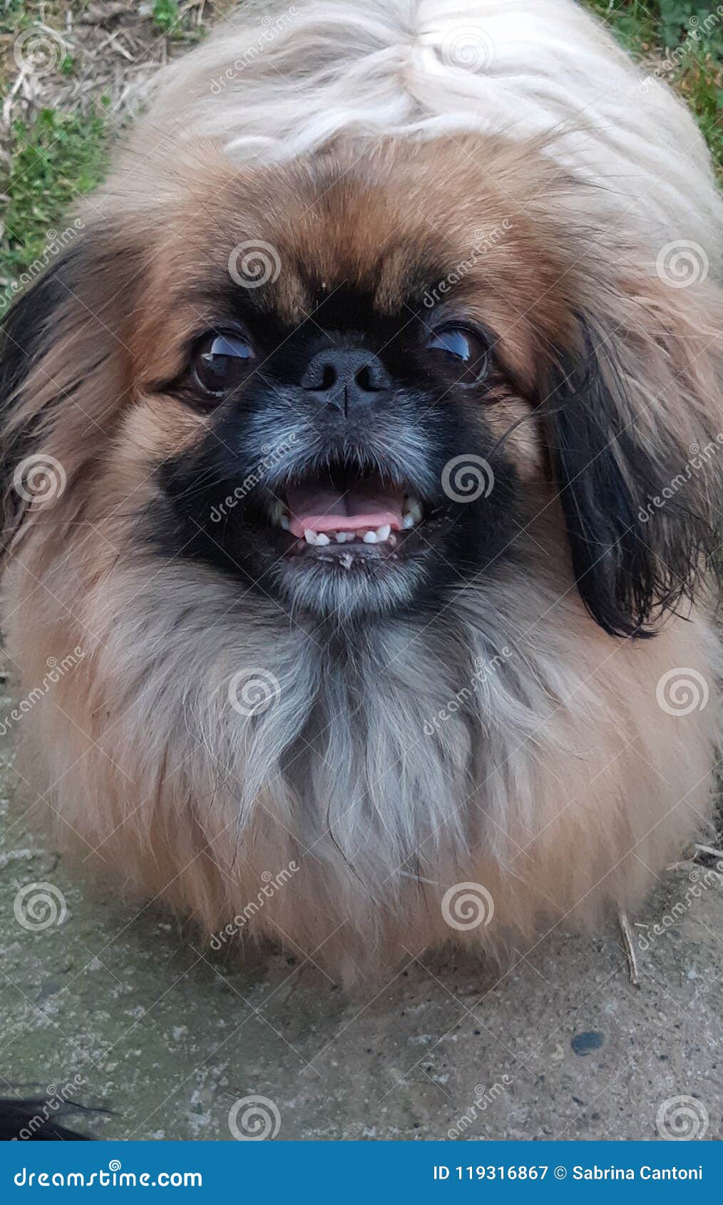 Pretty pet stock image. Image of pechinese, pretty, cute - 119316867