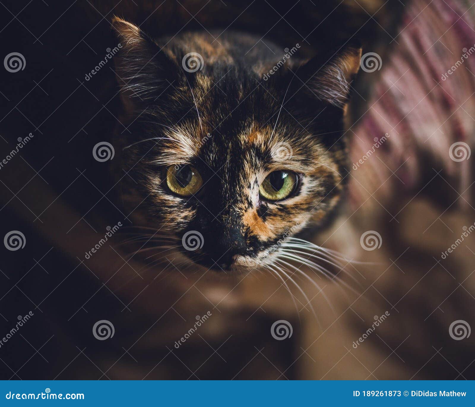 Pety Photos - Free & Royalty-Free Stock Photos from Dreamstime