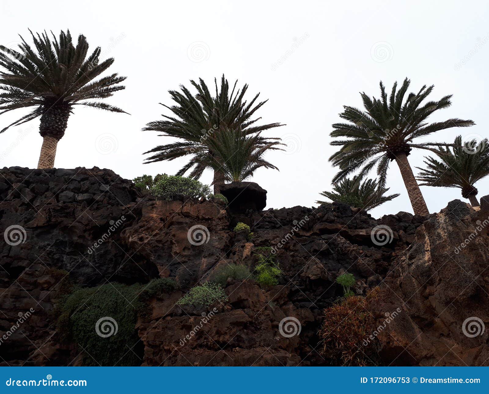 A Pretty Picture of Palm Trees Stock Image - Image of pretty, treea ...