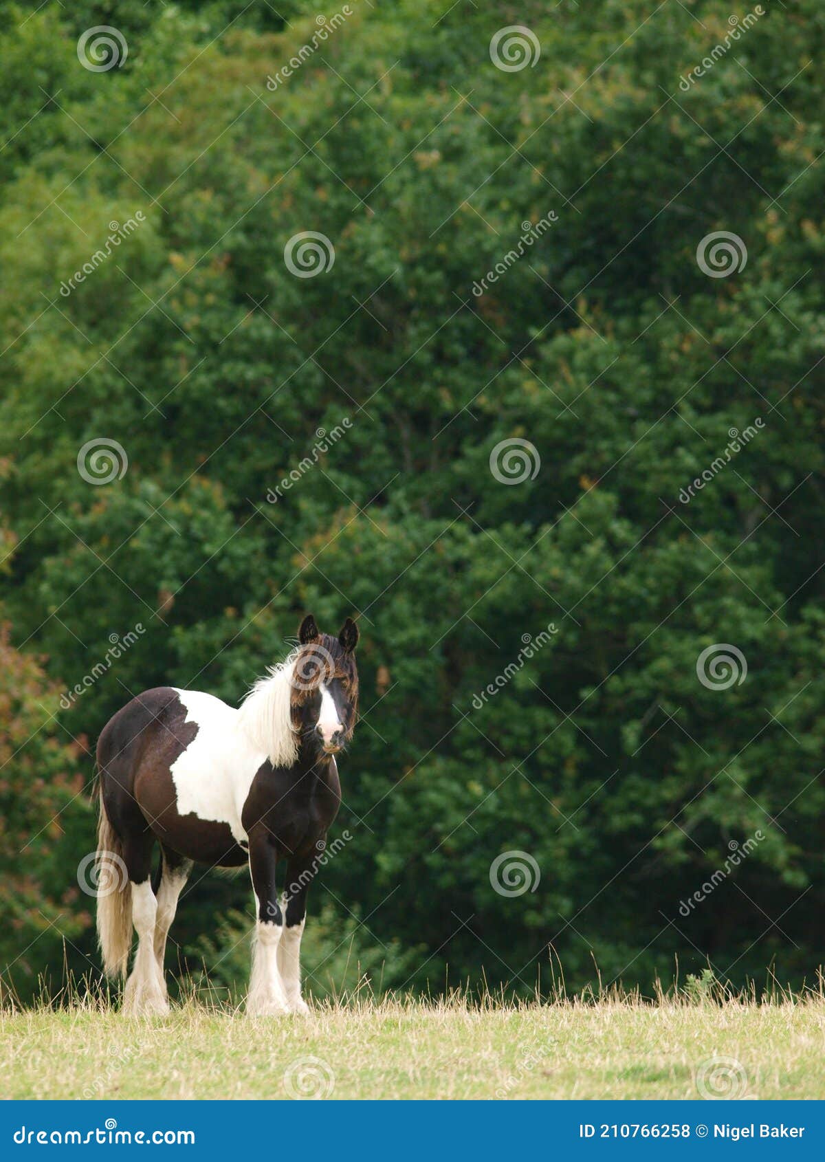 Pretty Piebald Pony stock photo. Image of animal, field - 210766258