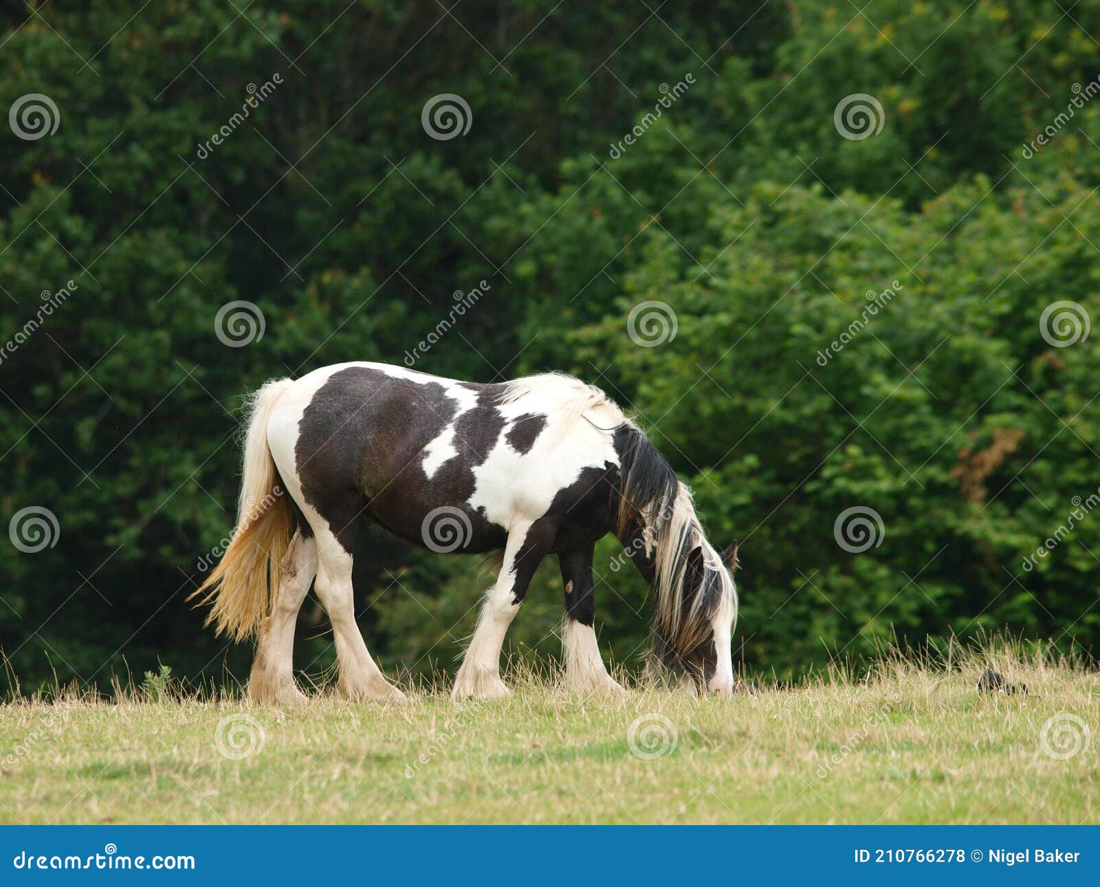 Pretty Piebald Pony stock photo. Image of alone, pasture - 210766278