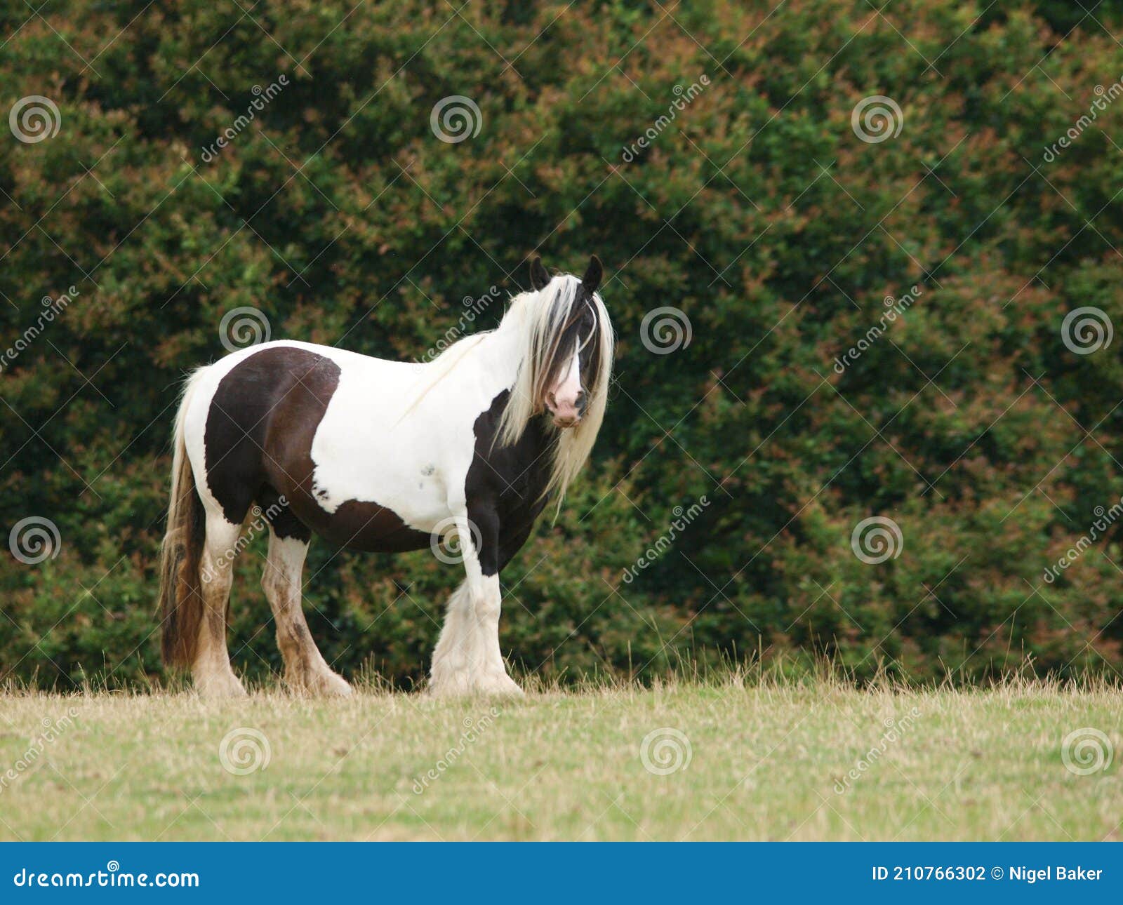 Pretty Piebald Pony stock photo. Image of animal, grass - 210766302