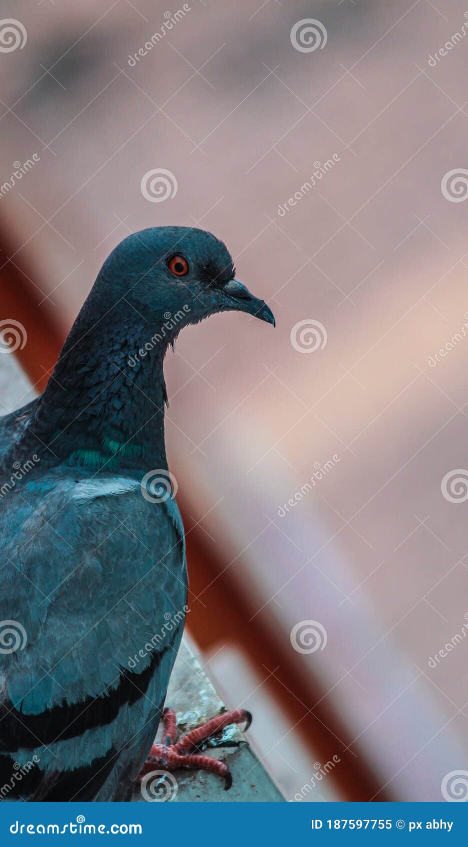 The pretty pigeon stock image. Image of eyes, pretty - 187597755