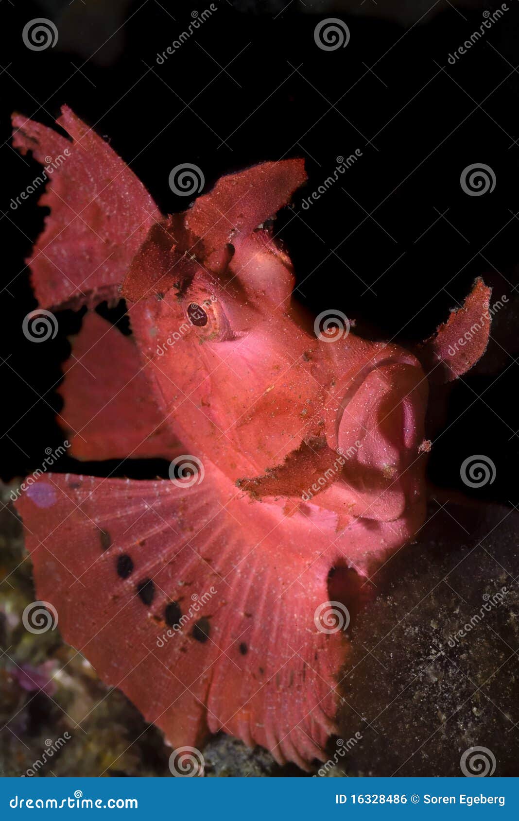 Pink Scorpion Fish Underwater on Coral Reef Stock Photo - Image of ...