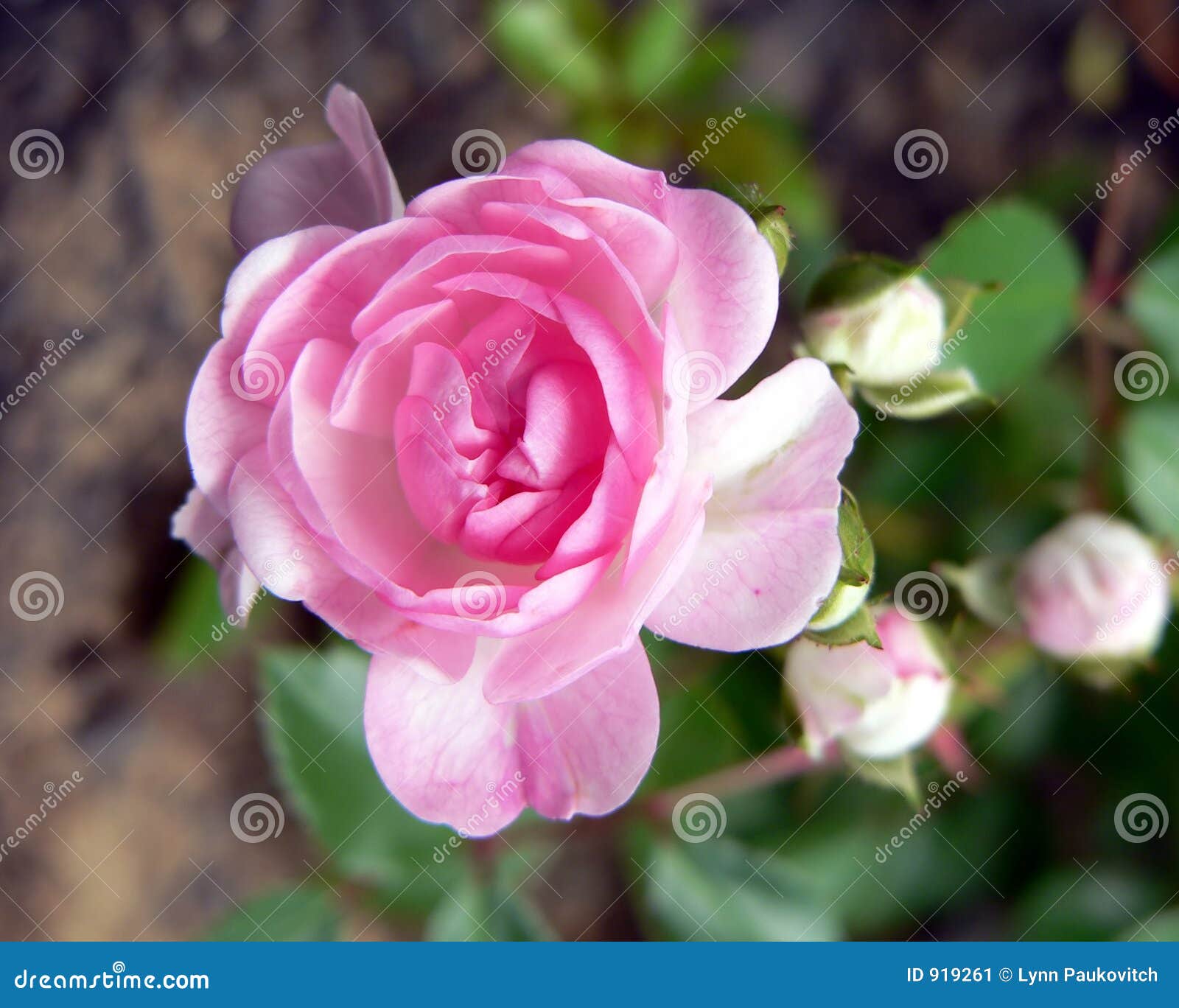 Pretty in Pink stock image. Image of roses, heart, romance - 919261