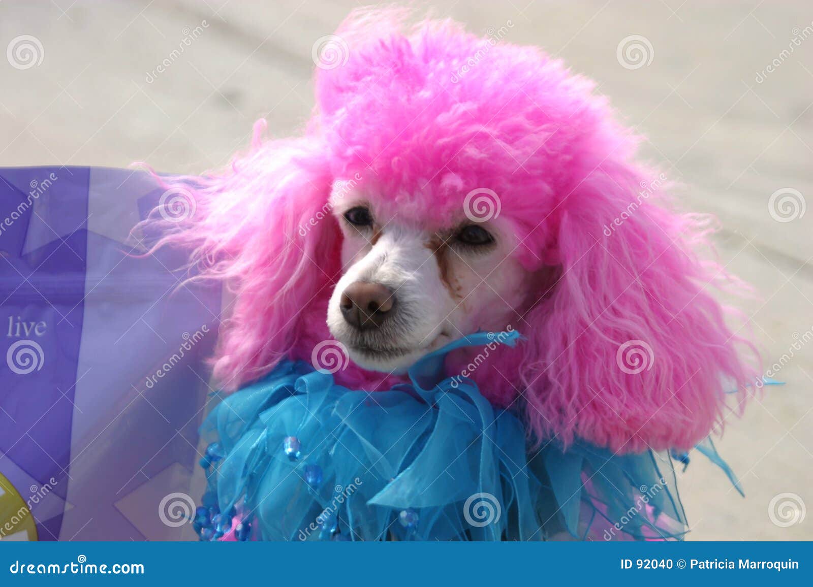 Are Pink Poodles Real