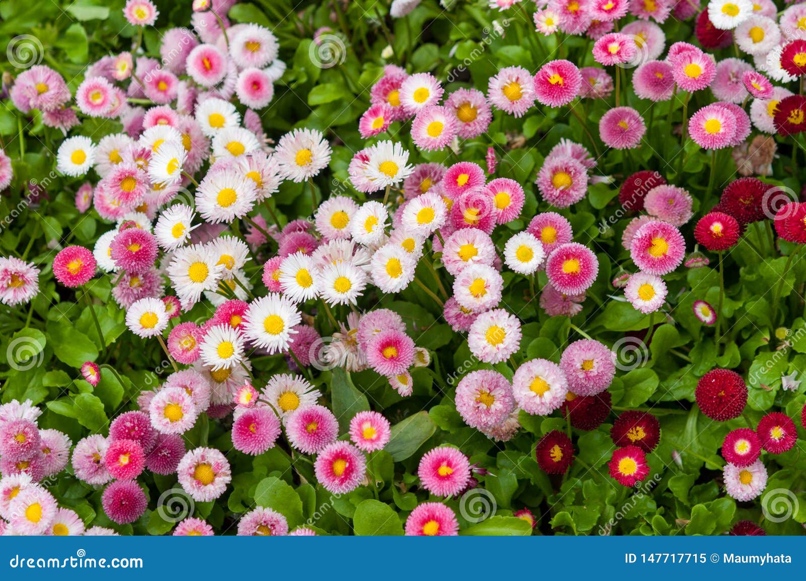 Pretty pink Bellis flowers stock image. Image of beautiful - 147717715