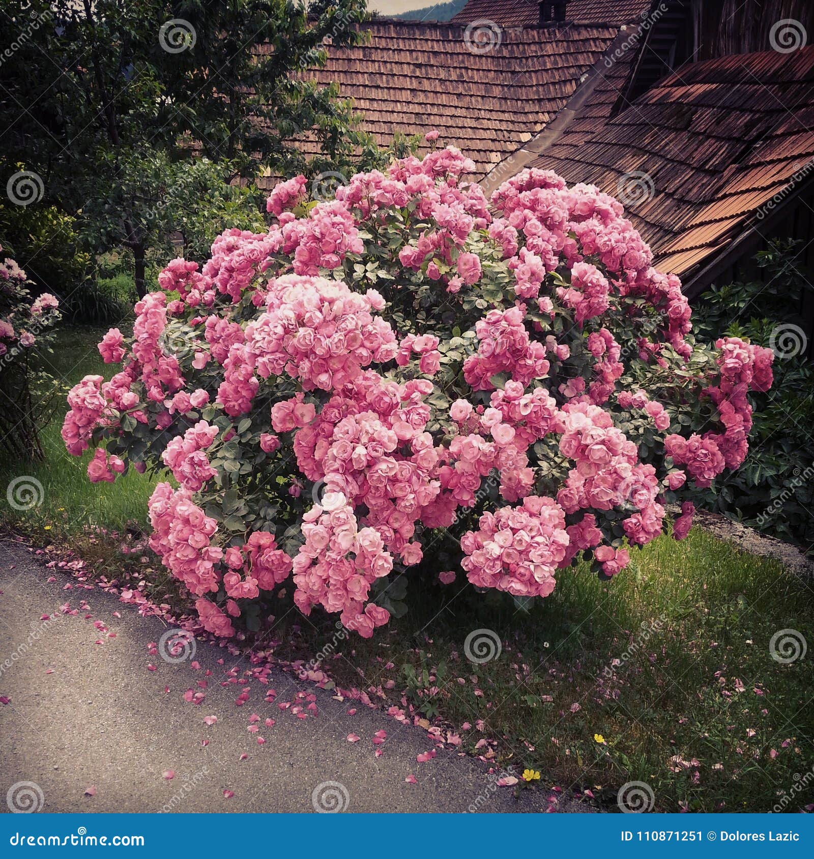 Bushes of love stock image. Image of nature, pink, romantic - 110871251