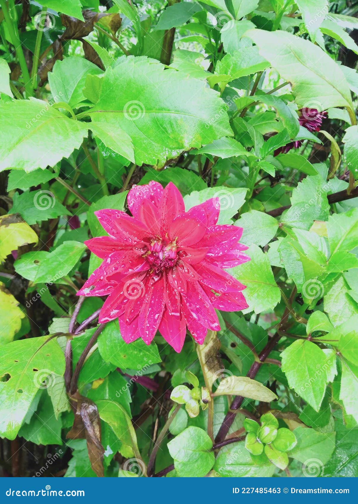 Pretty Pink Flower in Greenery Stock Image - Image of pink, flower ...