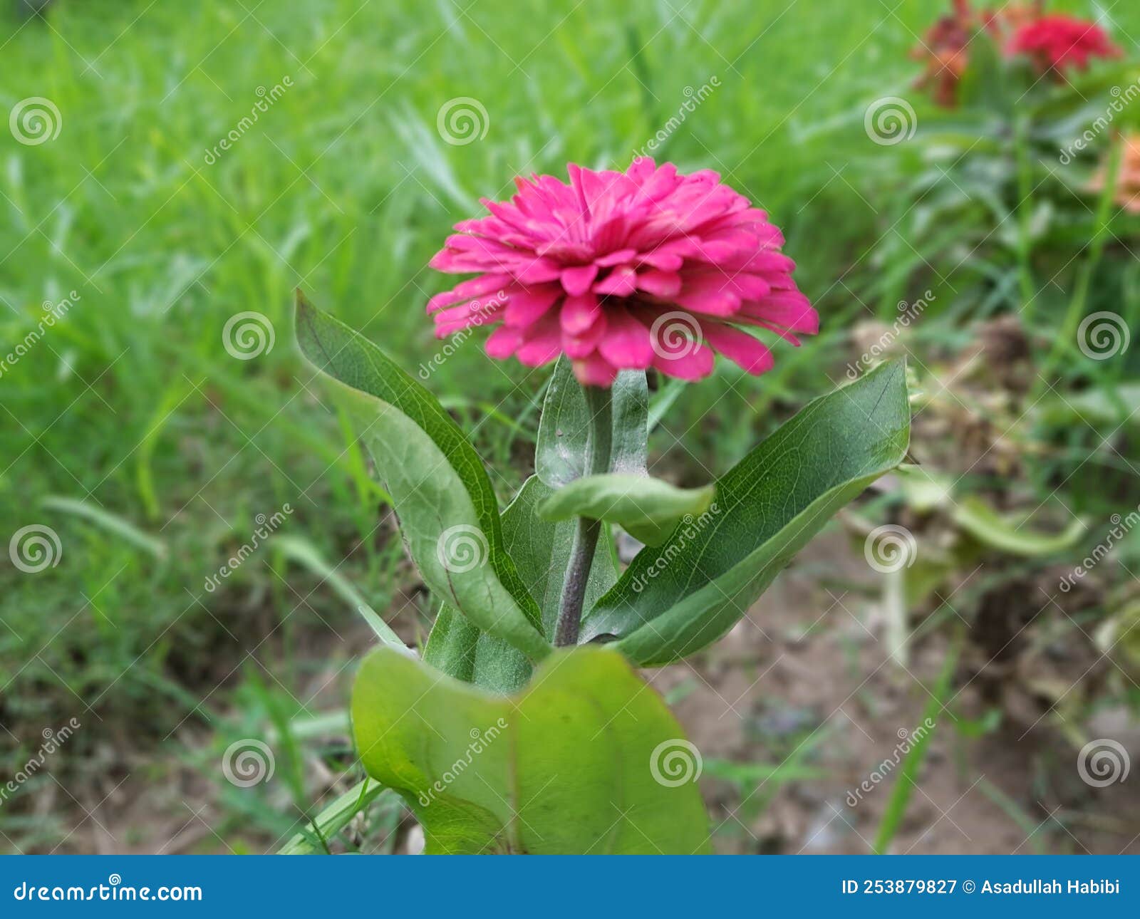 Pretty Pink Flower Petals in Multiple Layers Stock Image - Image of ...