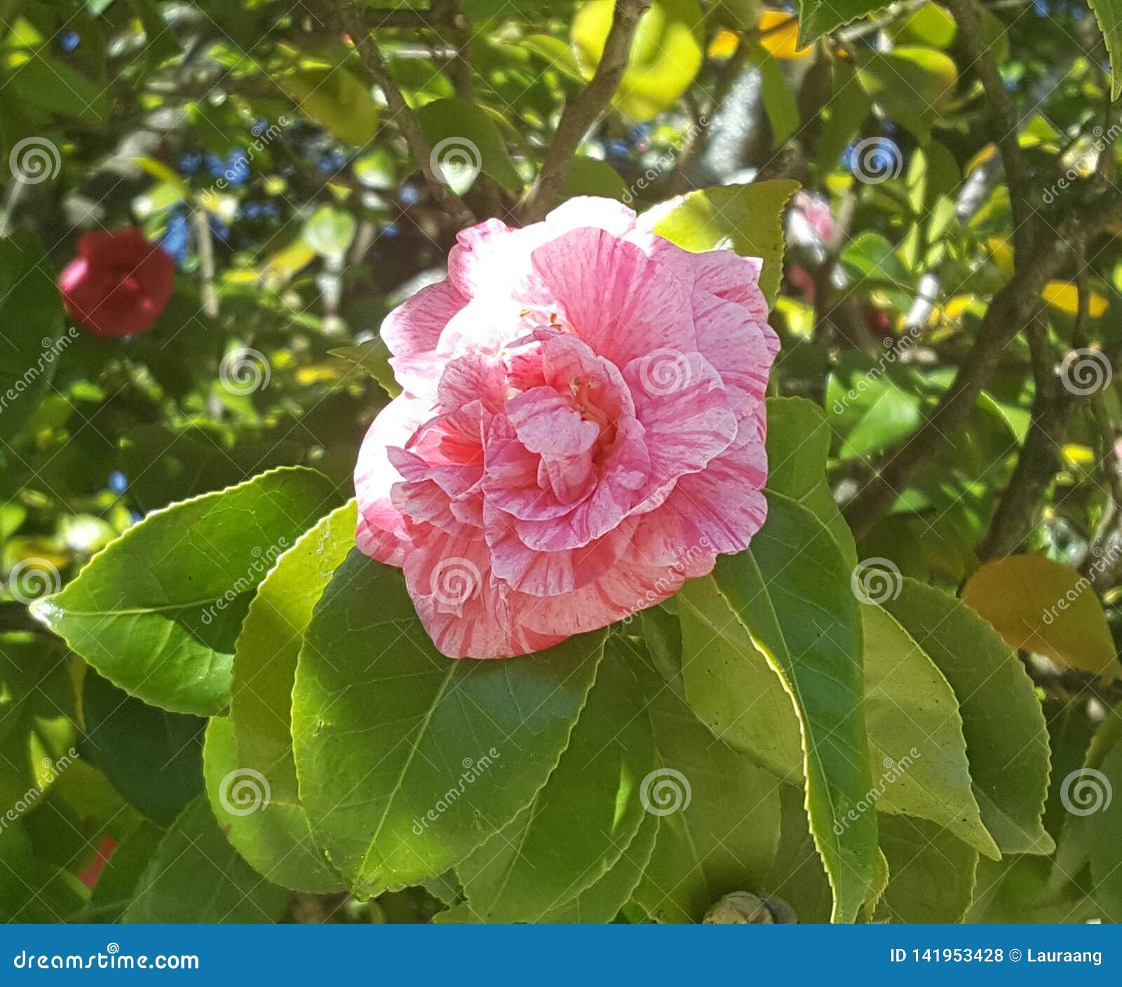 Pink flower on the tree stock photo. Image of flowers - 141953428