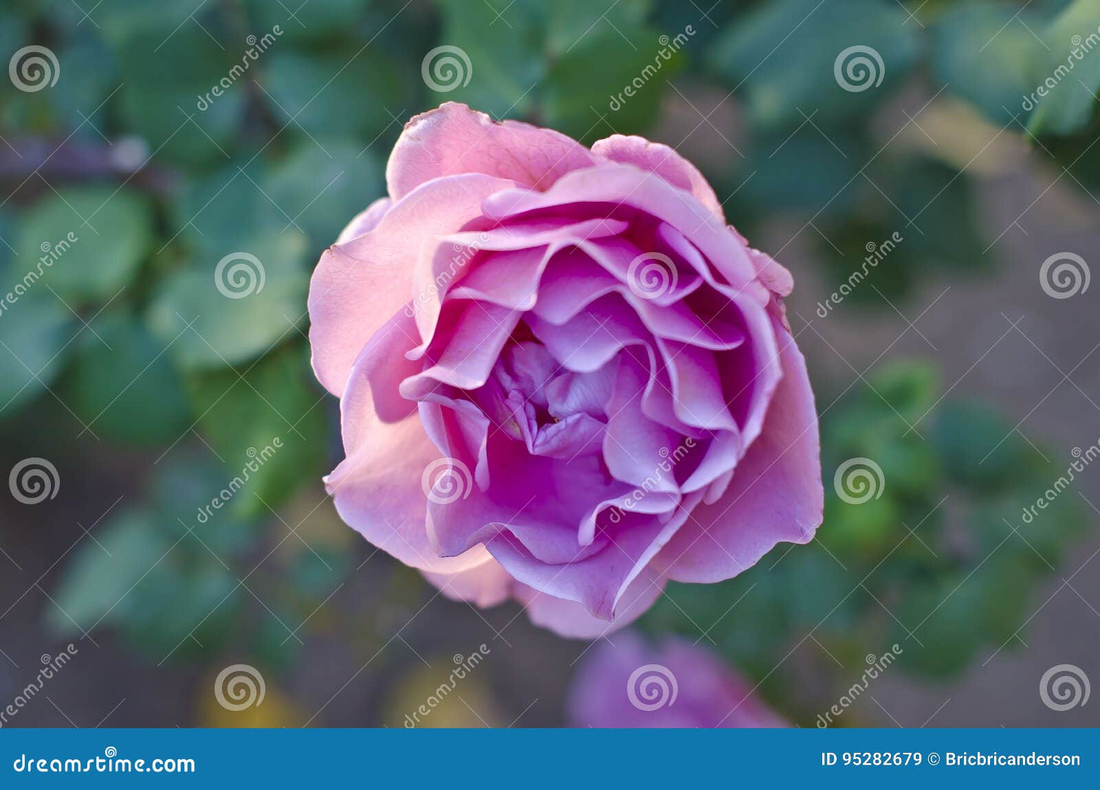 Pretty Pink Flower stock image. Image of rays, lake, leaf - 95282679