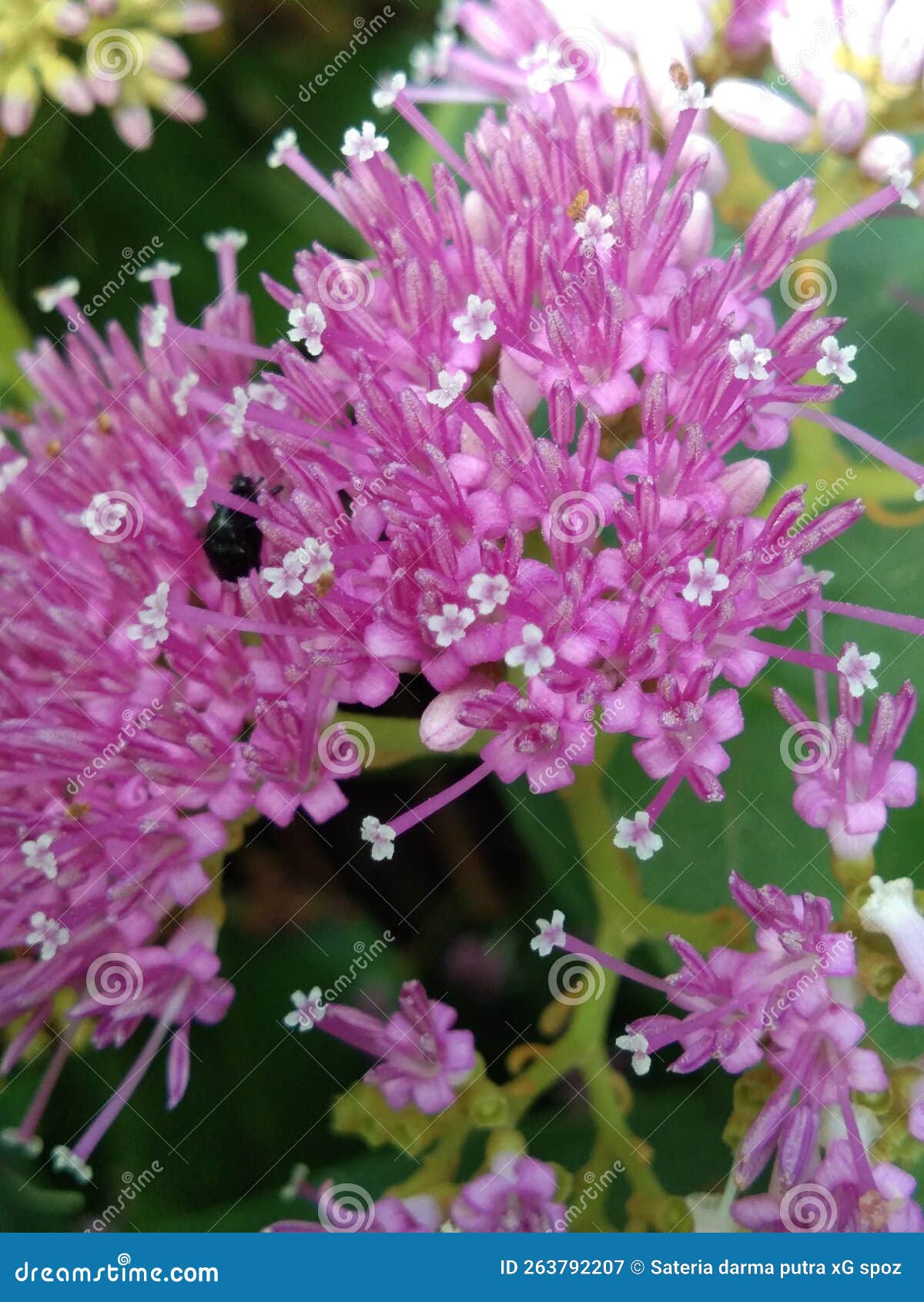 This Pretty Pink Flower is a Wild Root Flower. Stock Image - Image of ...