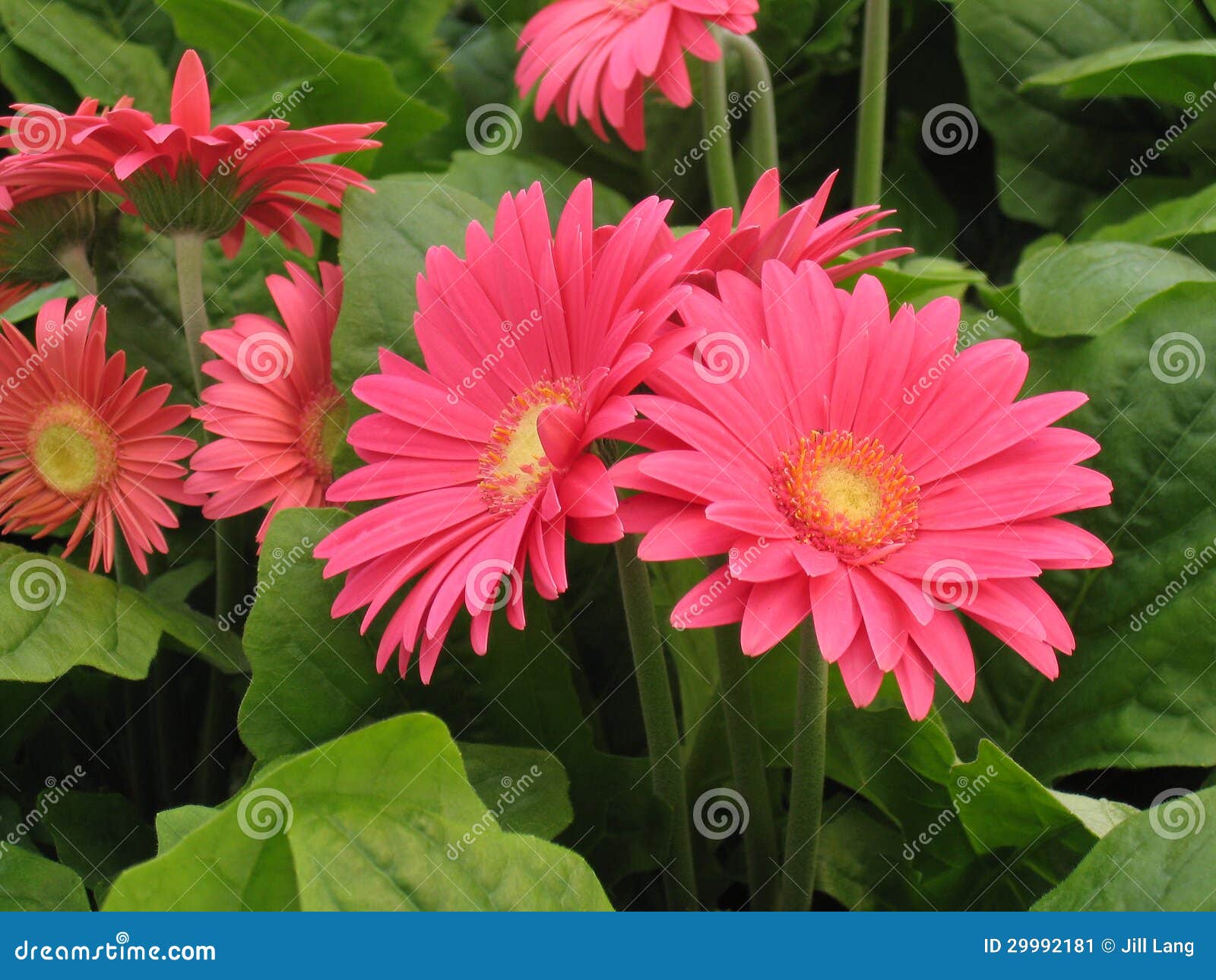 Pink Gerber Daisies stock image. Image of flowery, gerberas - 29992181