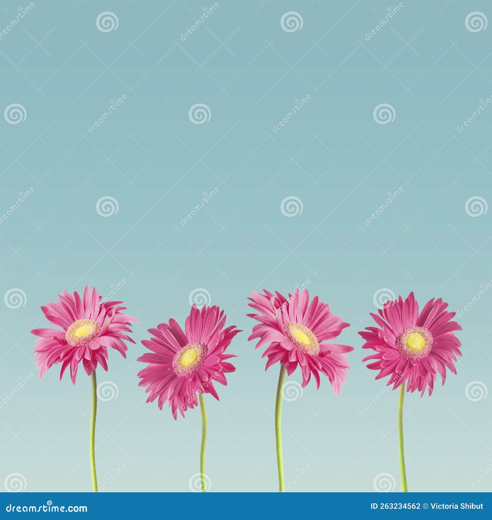 Pretty Pink Gerbera Daisies at Blue Background, Front View. Border ...
