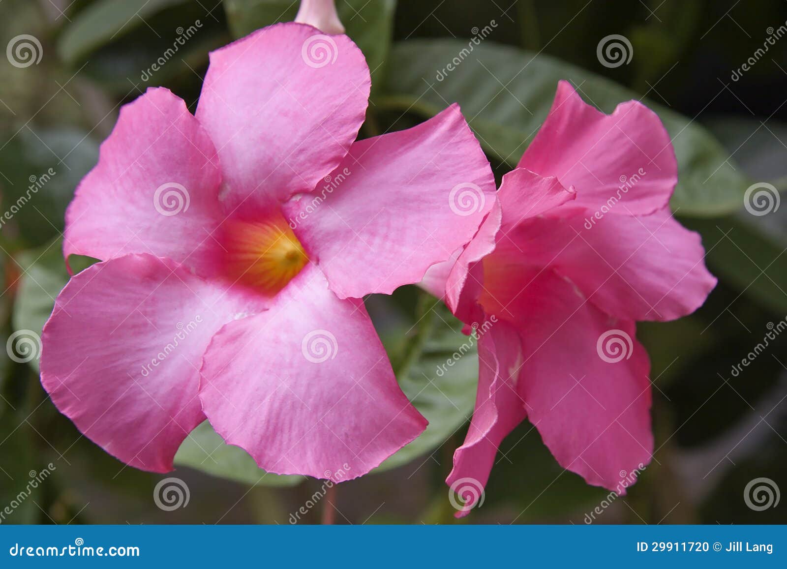 Pink Mandevilla stock photo. Image of flora, dogbane - 29911720