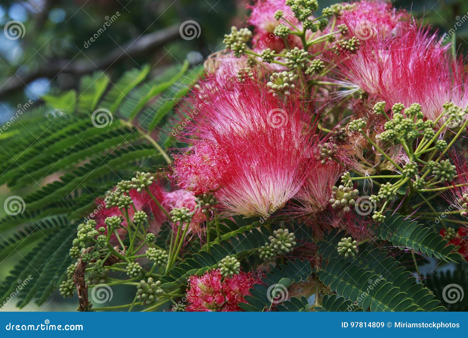 Pink Mimosa Tree, Albizia Julibrissin Royalty-Free Stock Photo ...