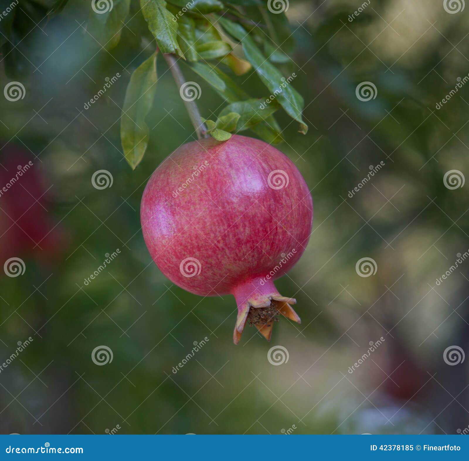 Pretty Pink Pomegranate stock image. Image of pink, green - 42378185